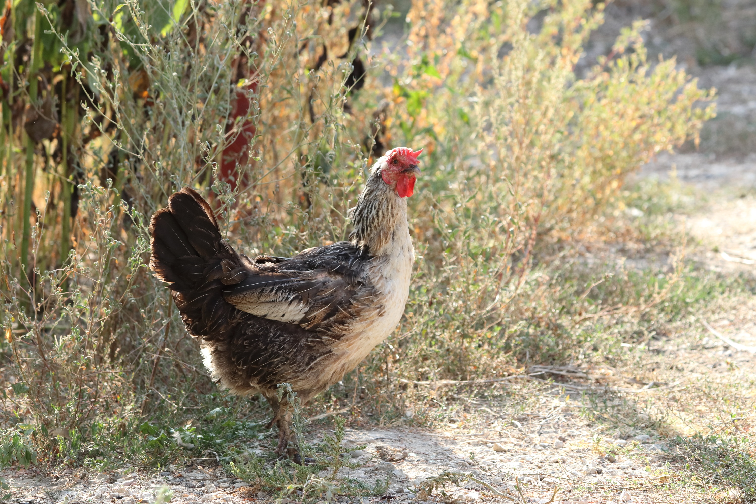 Chicken Sun grass free image download
