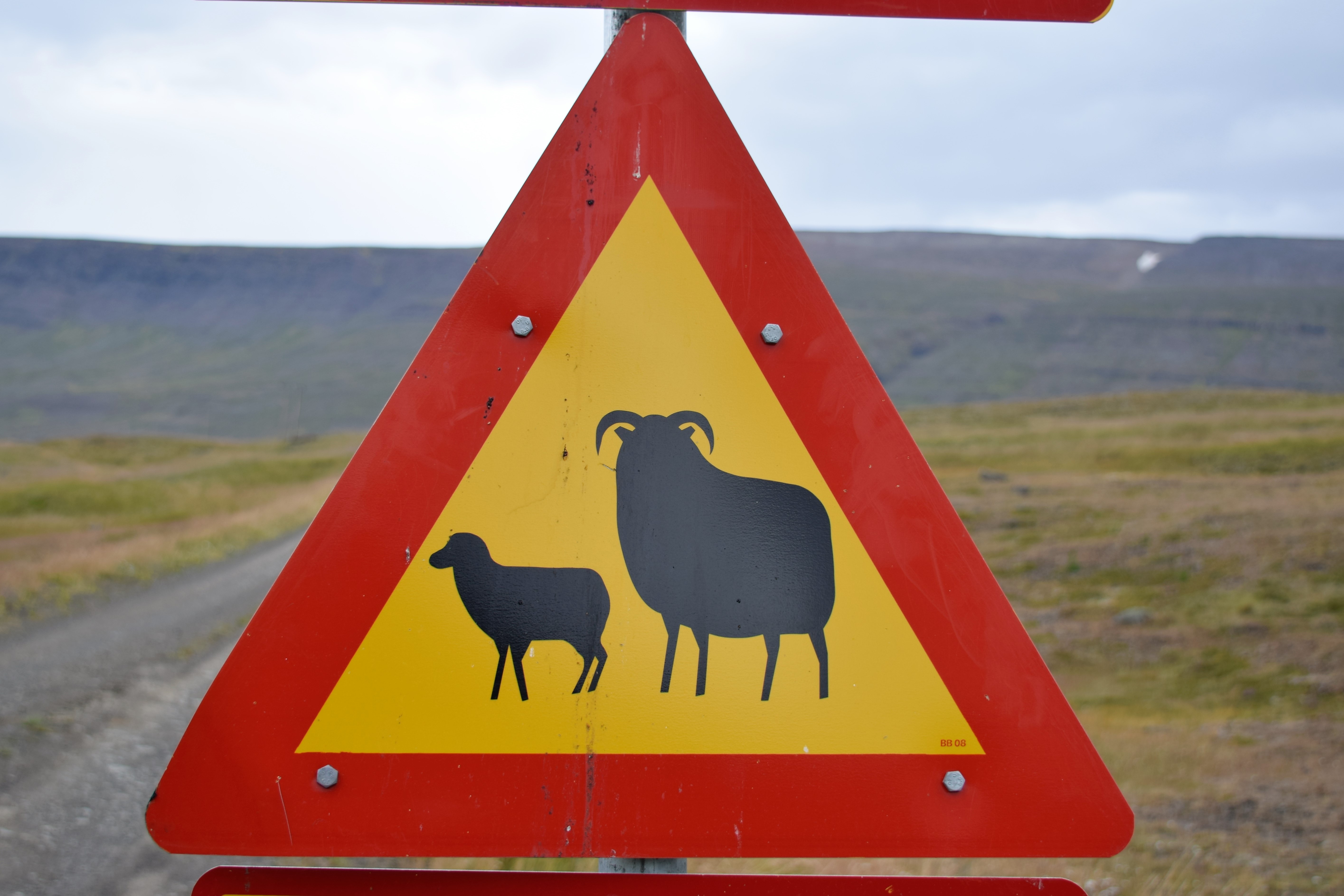 Road sign warning about the appearance of sheep with lambs free image ...