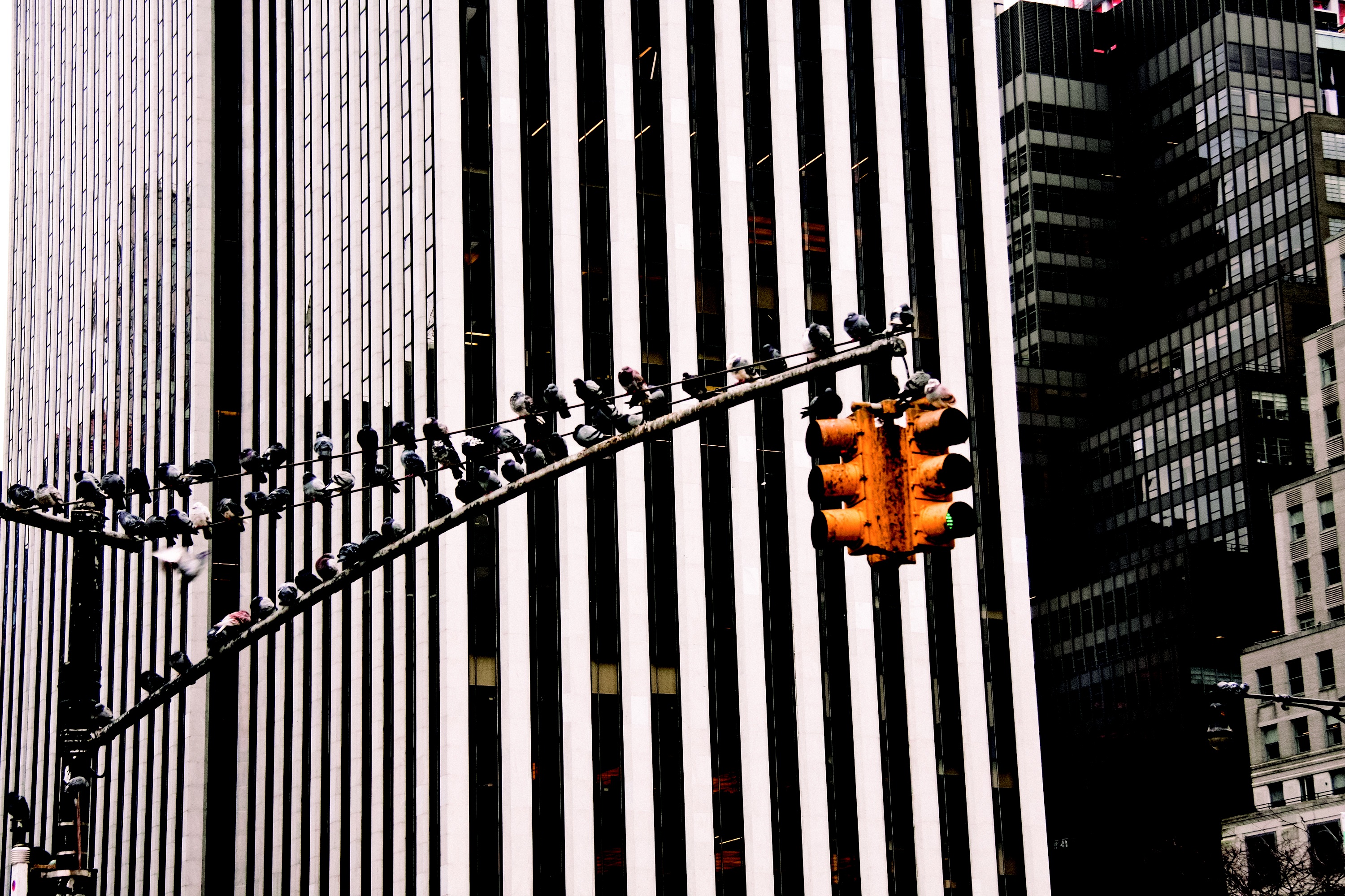 Traffic Lights Pigeons Birds free image download