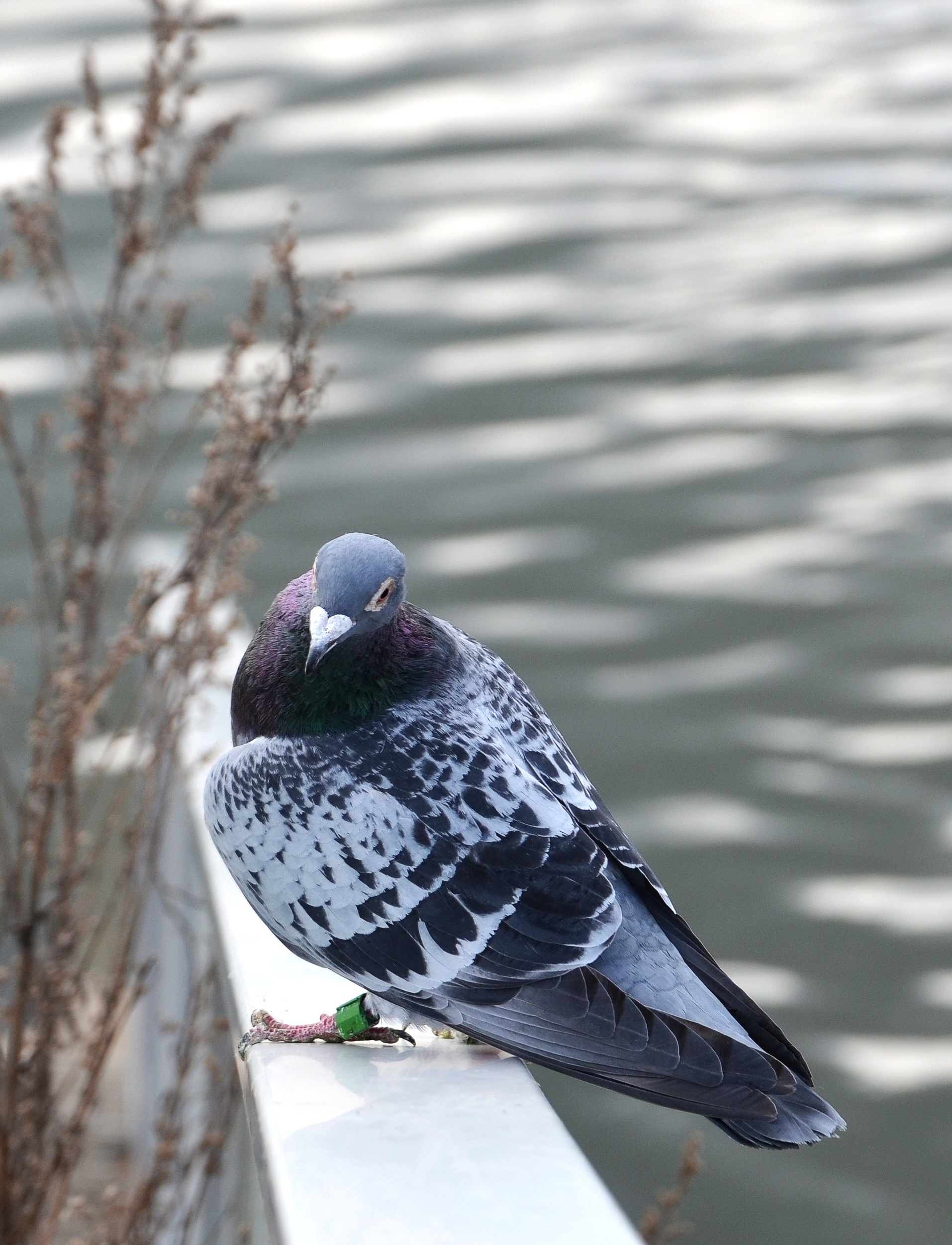 Dove Street Deaf Pinnate free image download