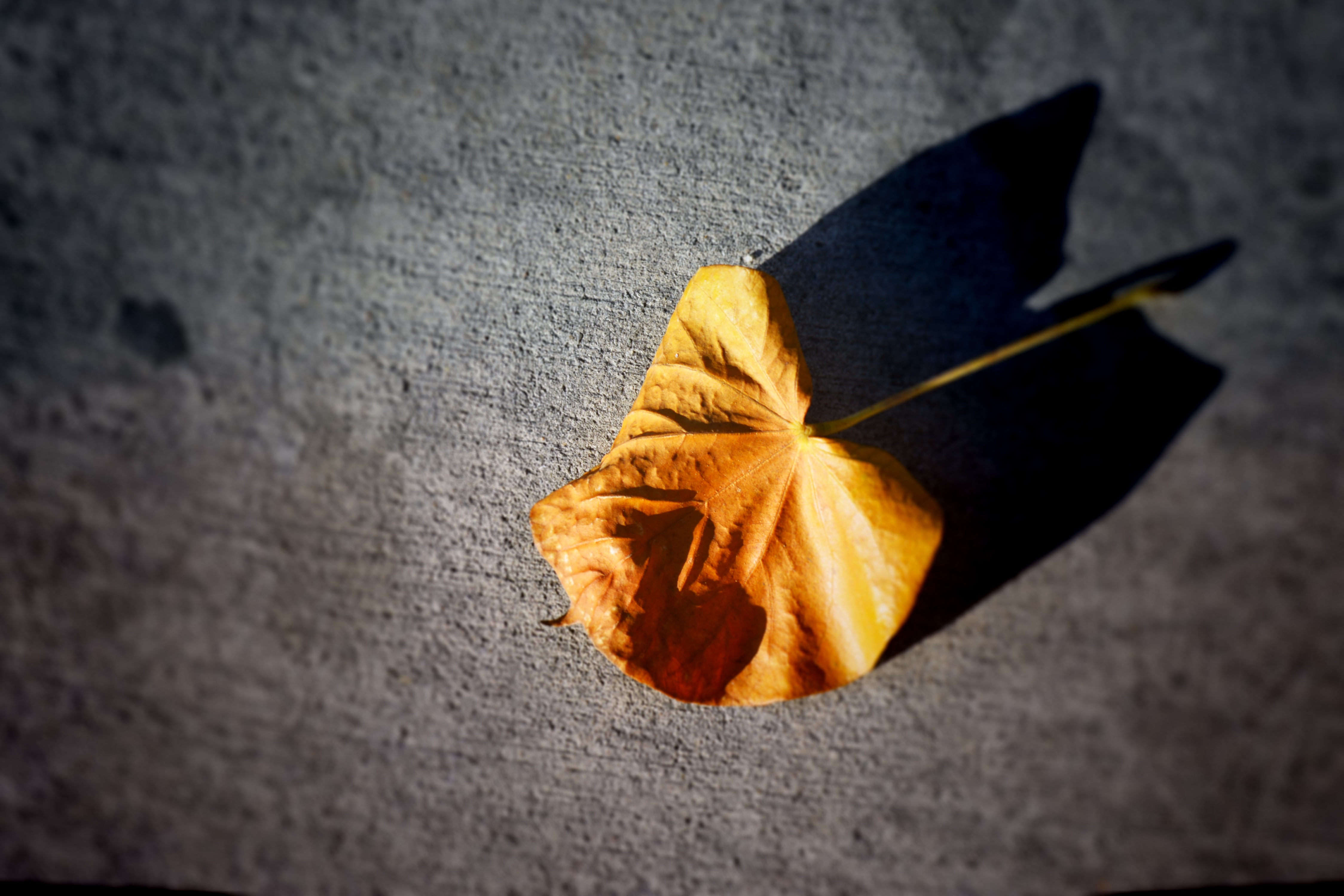 Leaf Of The Project Shadows free image download