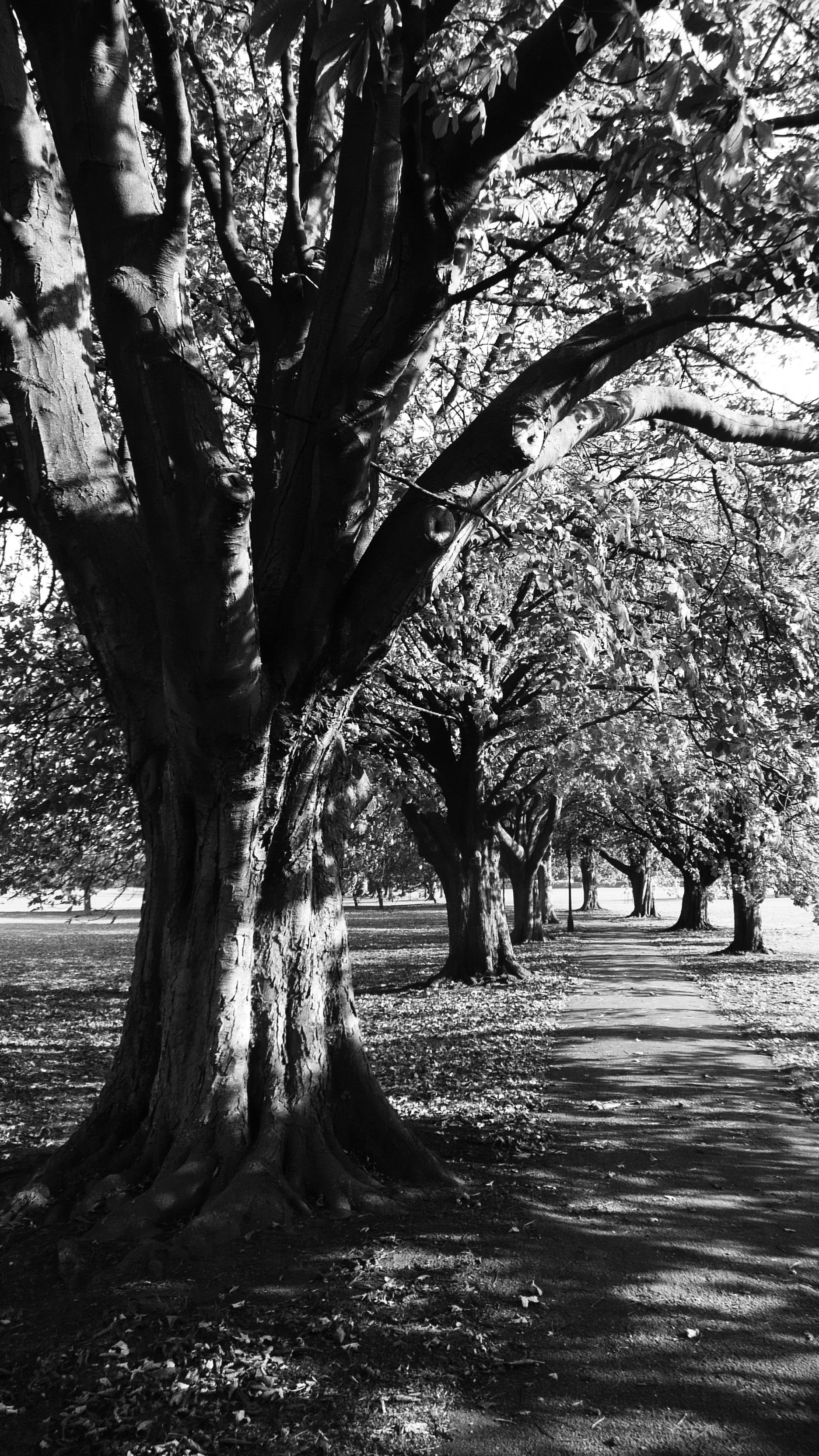 Chestnut Trees Tree free image download