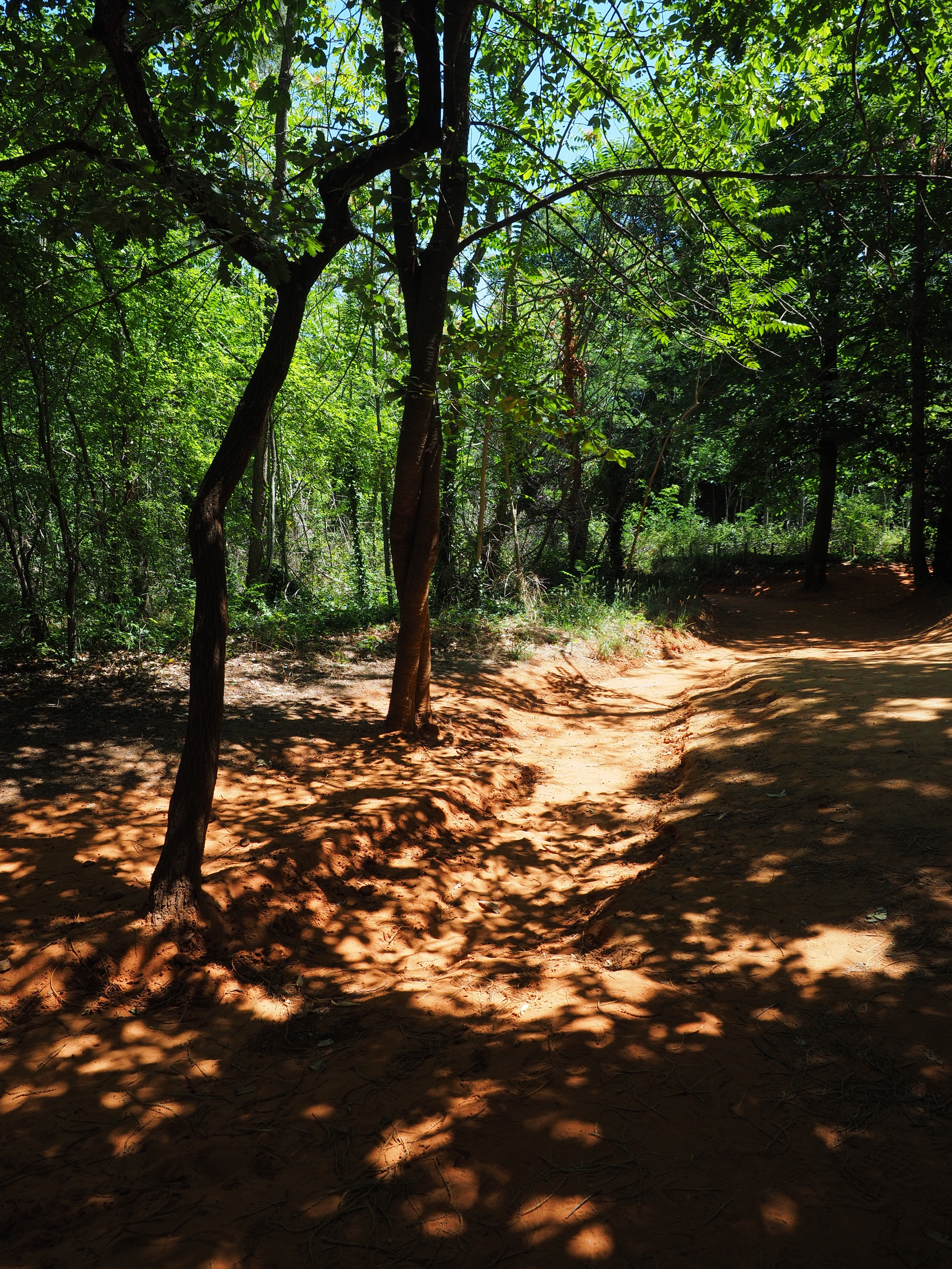 Sand Road Dust Forest free image download