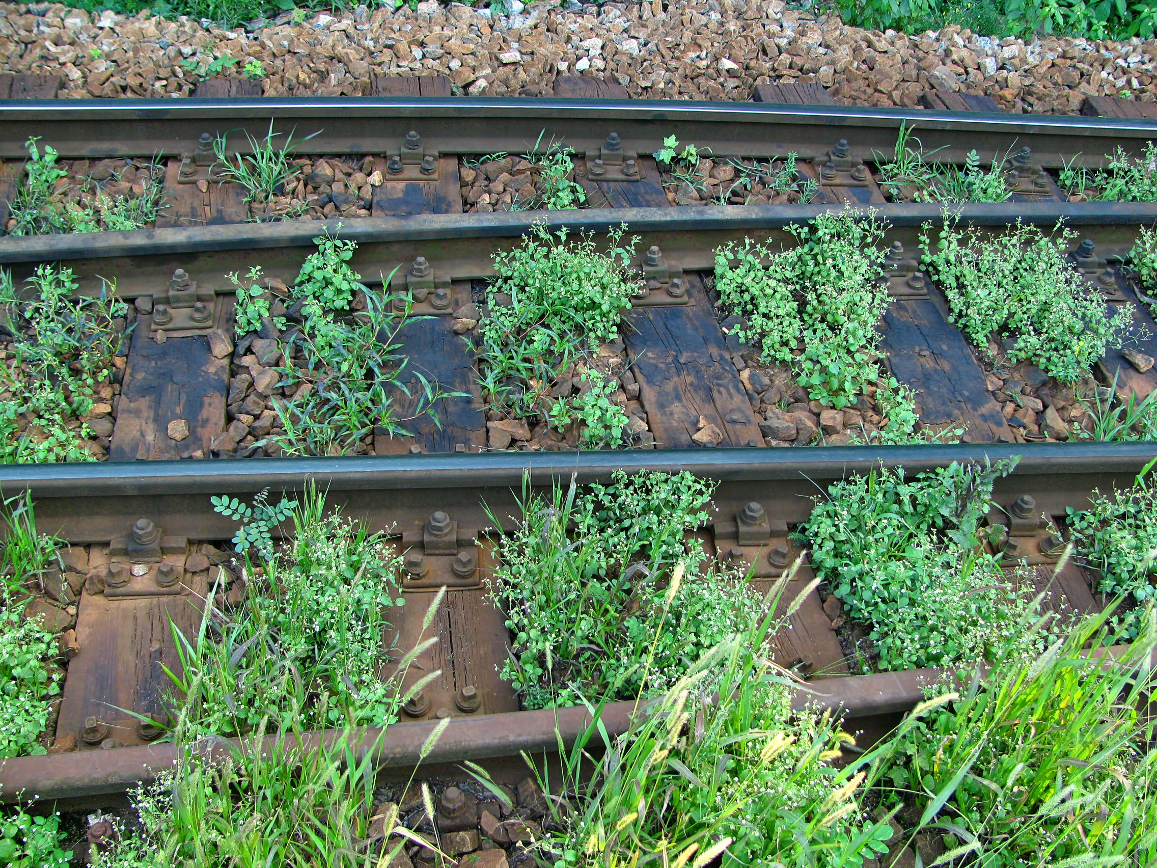 Rails Overgrown Railroad Tracks free image download