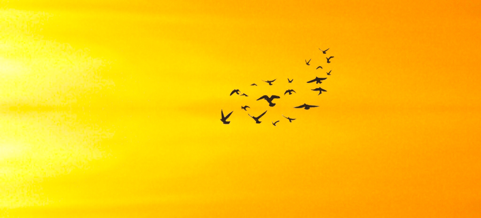 Birds Gathering Flying yellow sky free image download