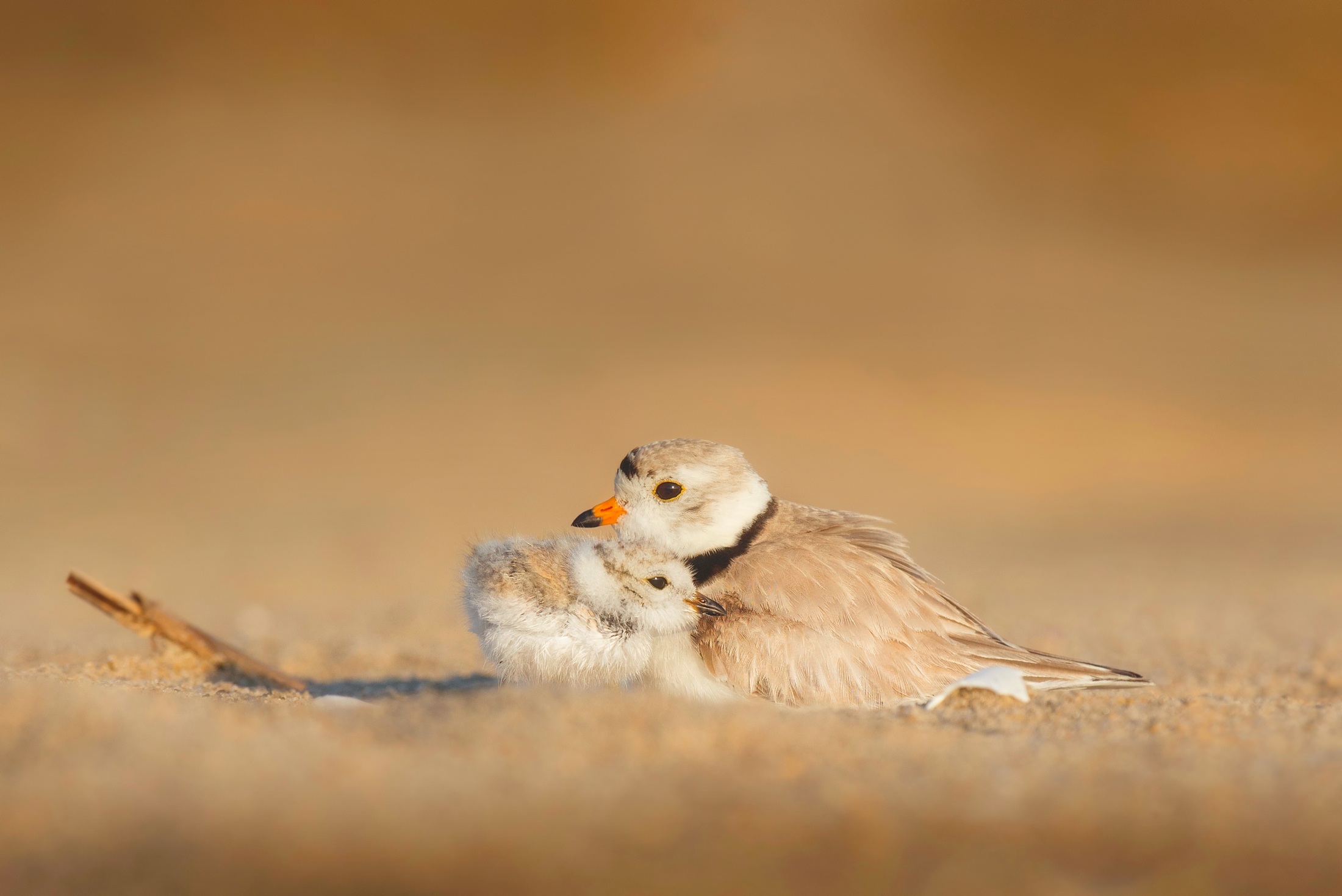 Birds Chick free image download