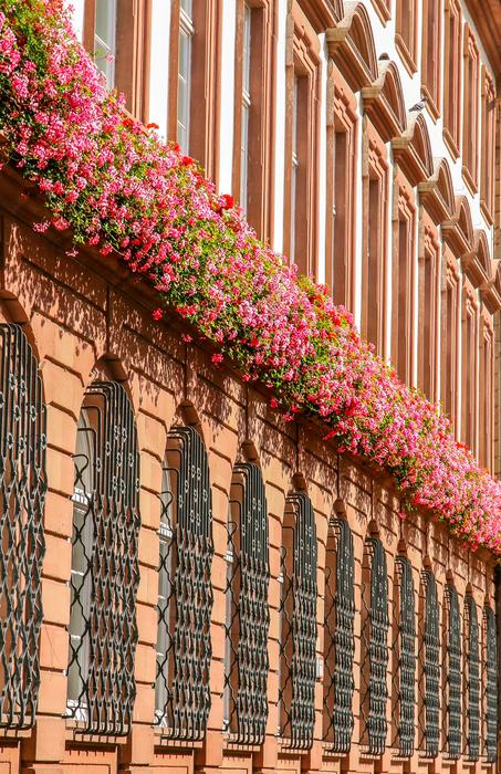 Facade with pink flowers free image download