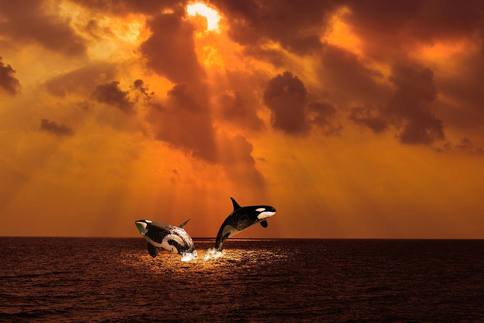 Jumping orc whales, from the water, on the beautiful waterscape. at ...