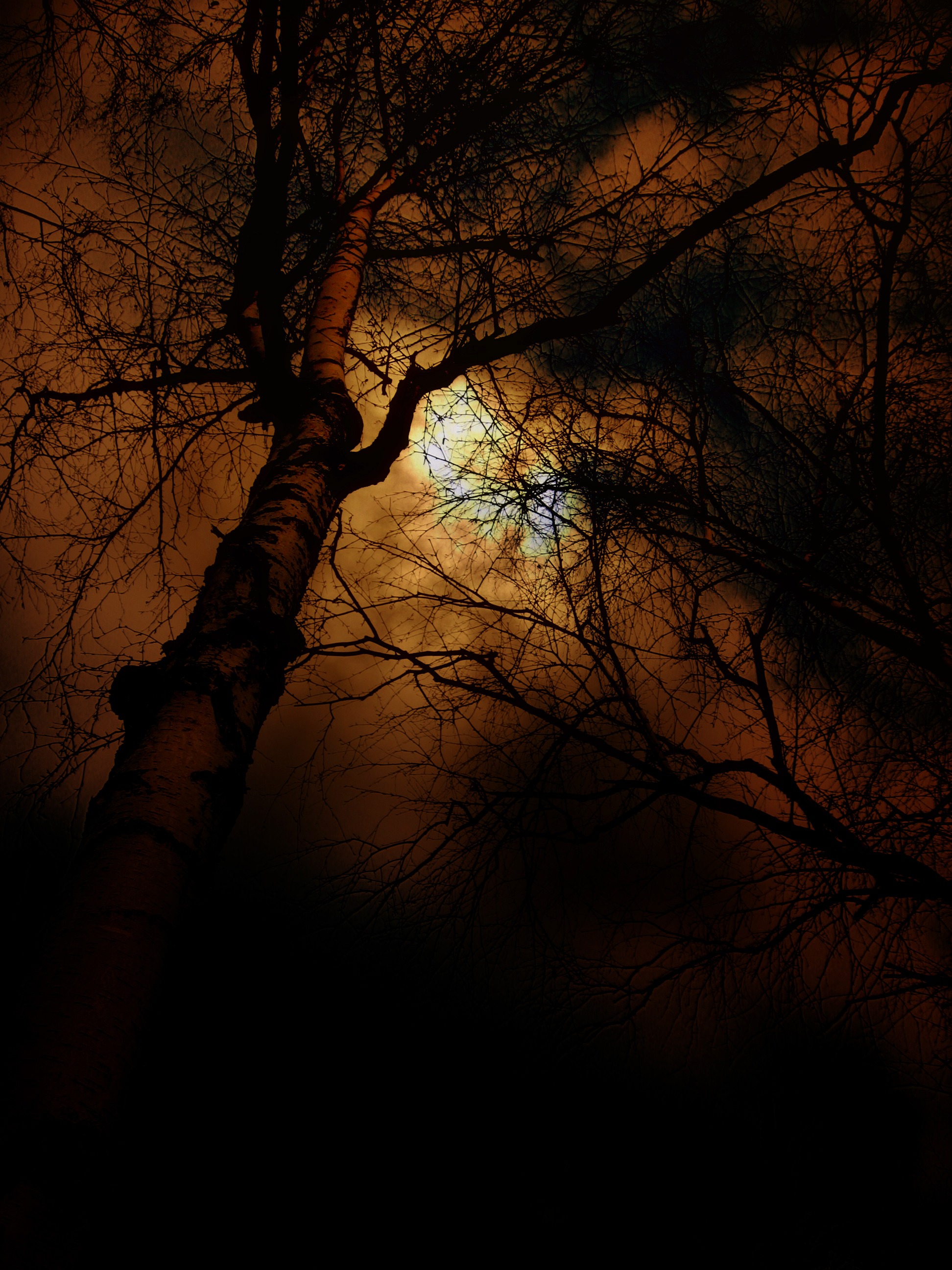 Tree Sunset Beautiful dark free image download