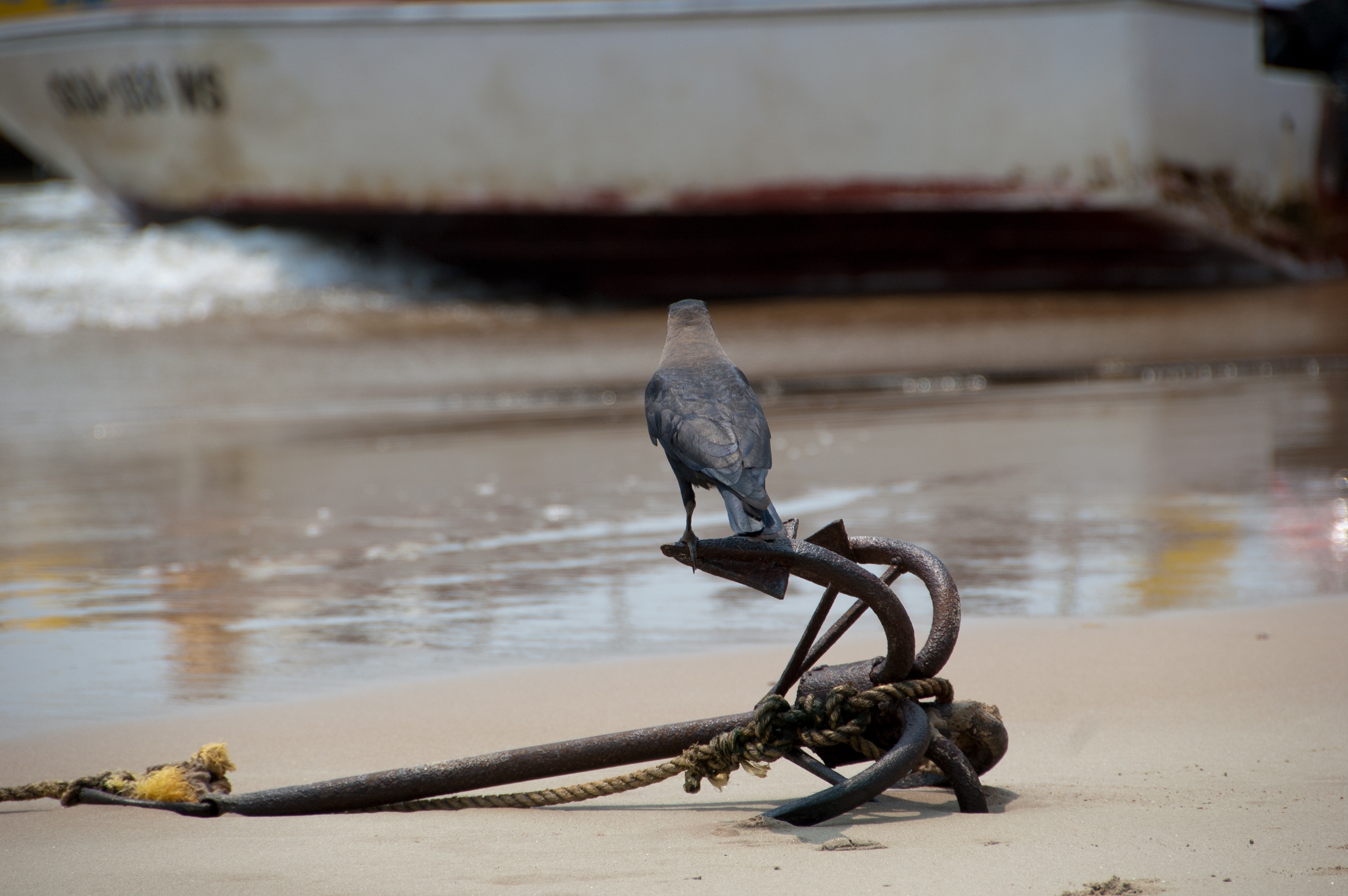 Bird on Anchor Ship on sand free image download