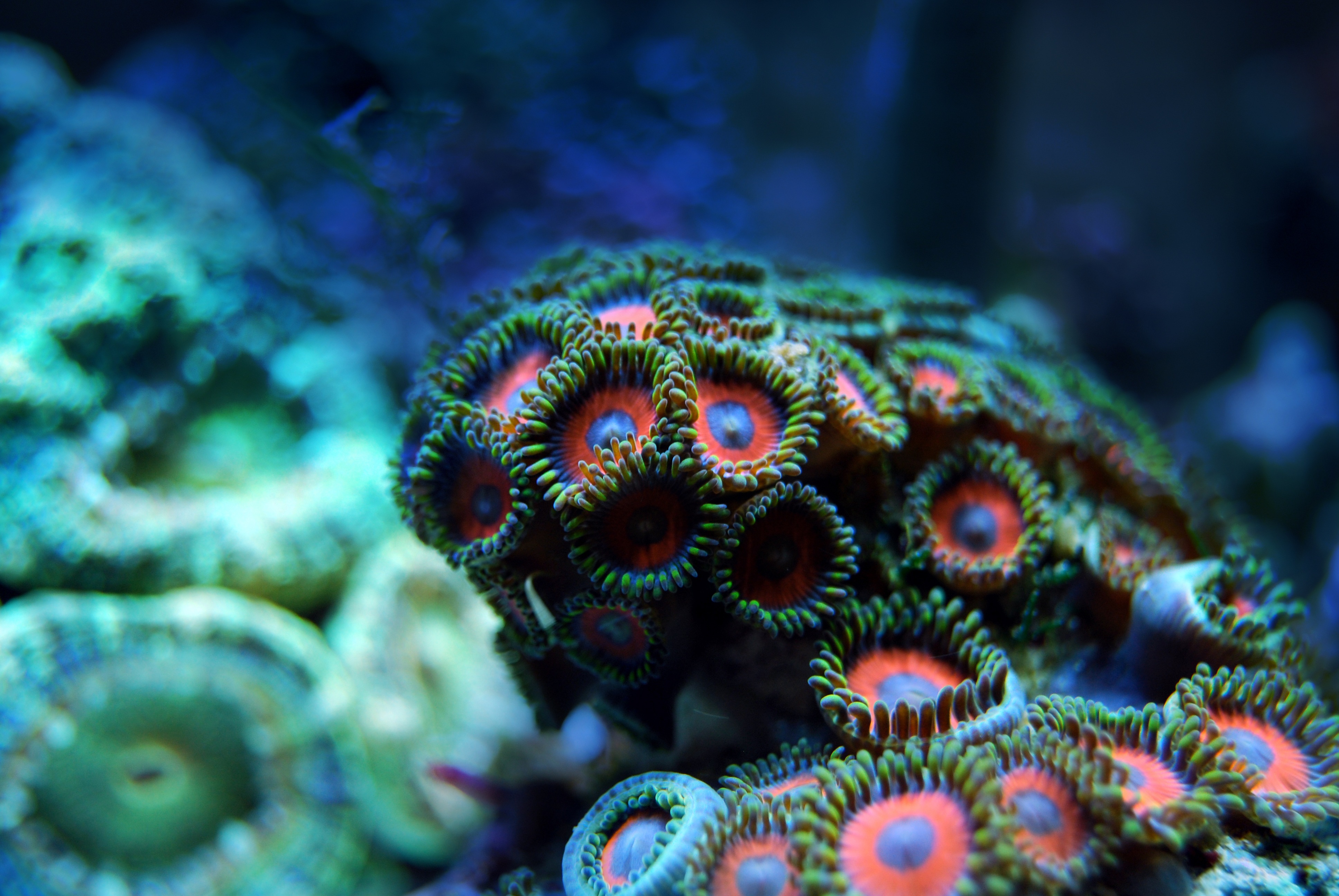 Zoanthus sociatus, green sea mat or button polyp, Coral Reef under Sea ...