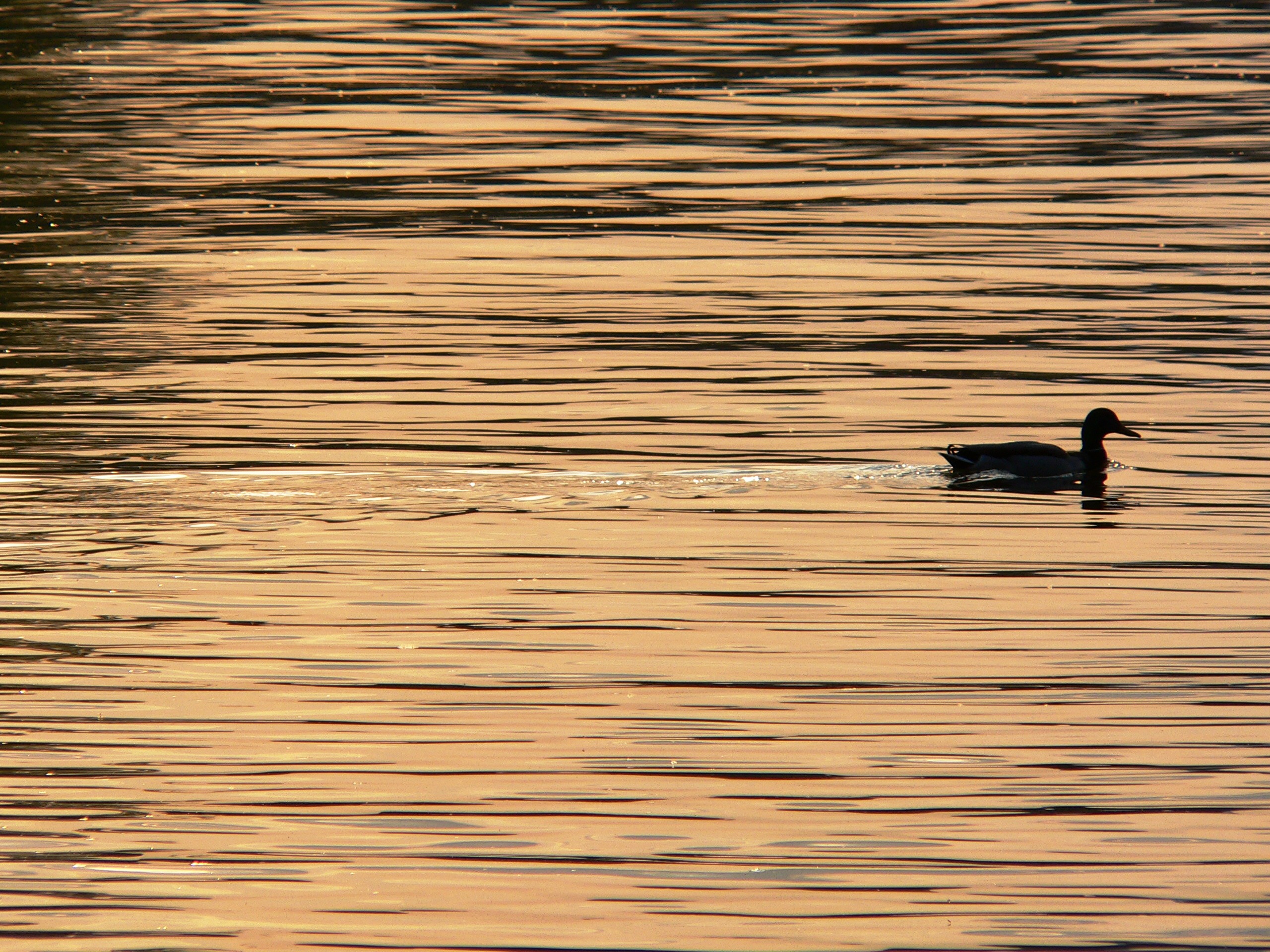 Duck Waterfowl Swimming at sunset free image download