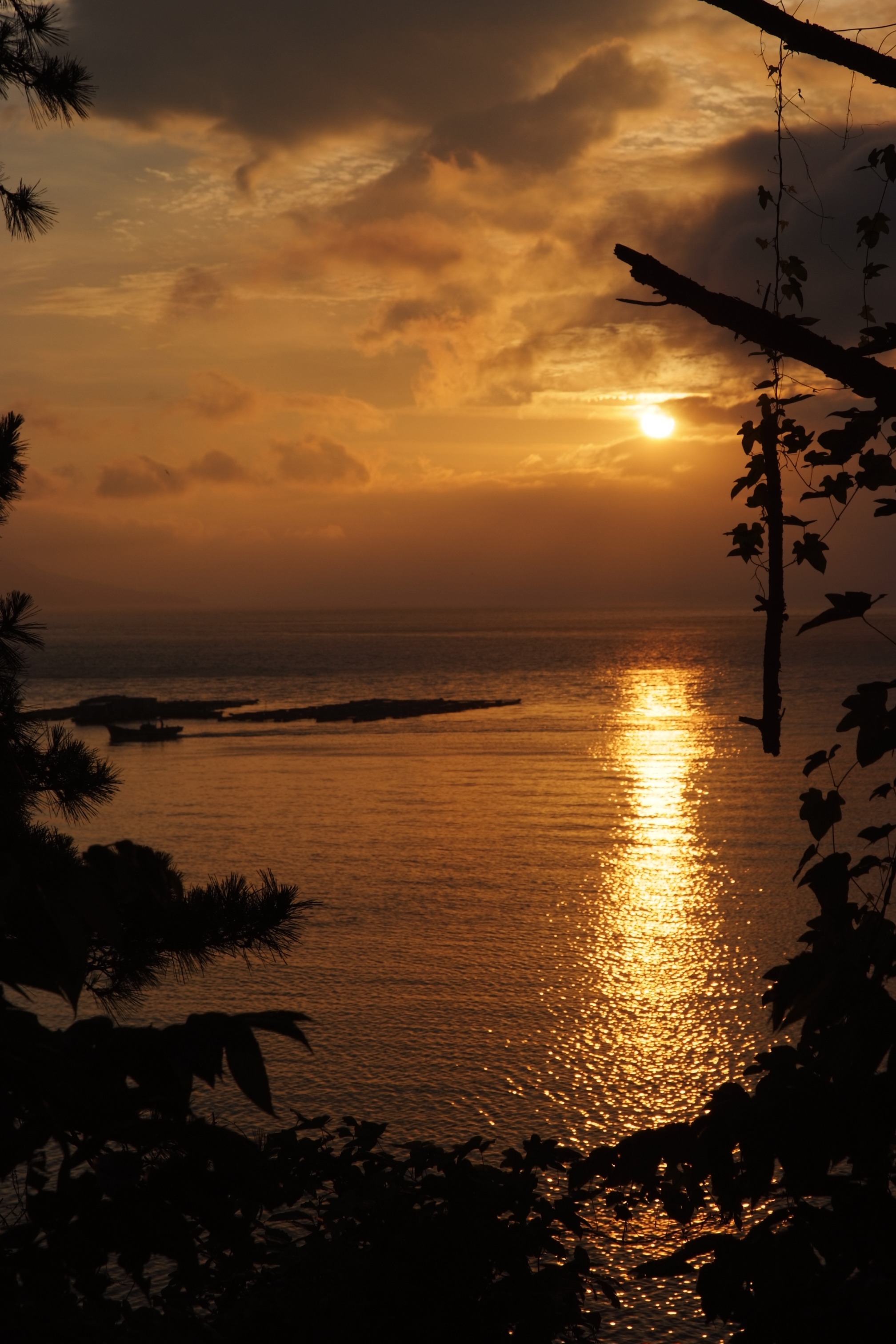 Golden Sunset over forested coast free image download