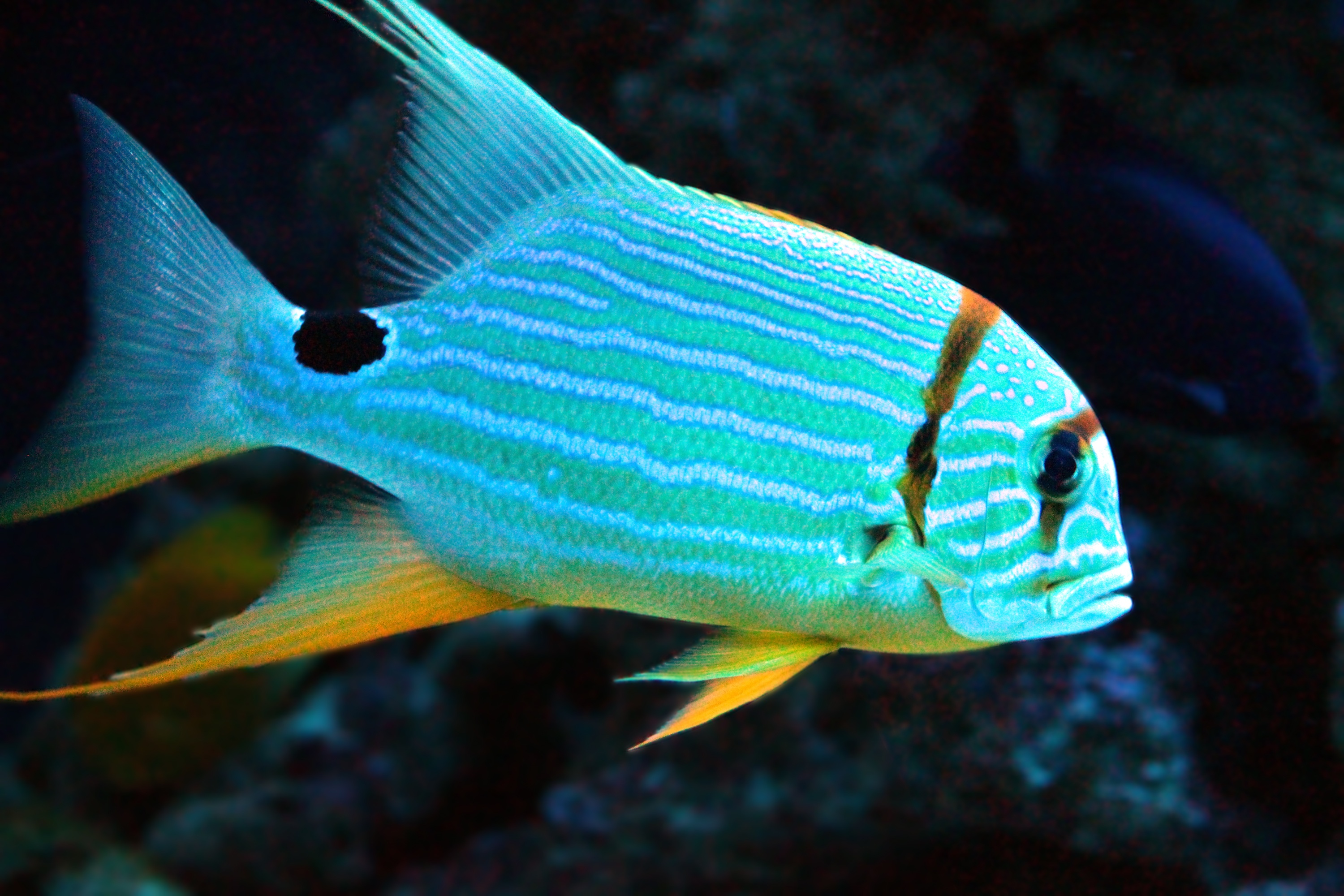 Exotic blue fish in the sea free image download