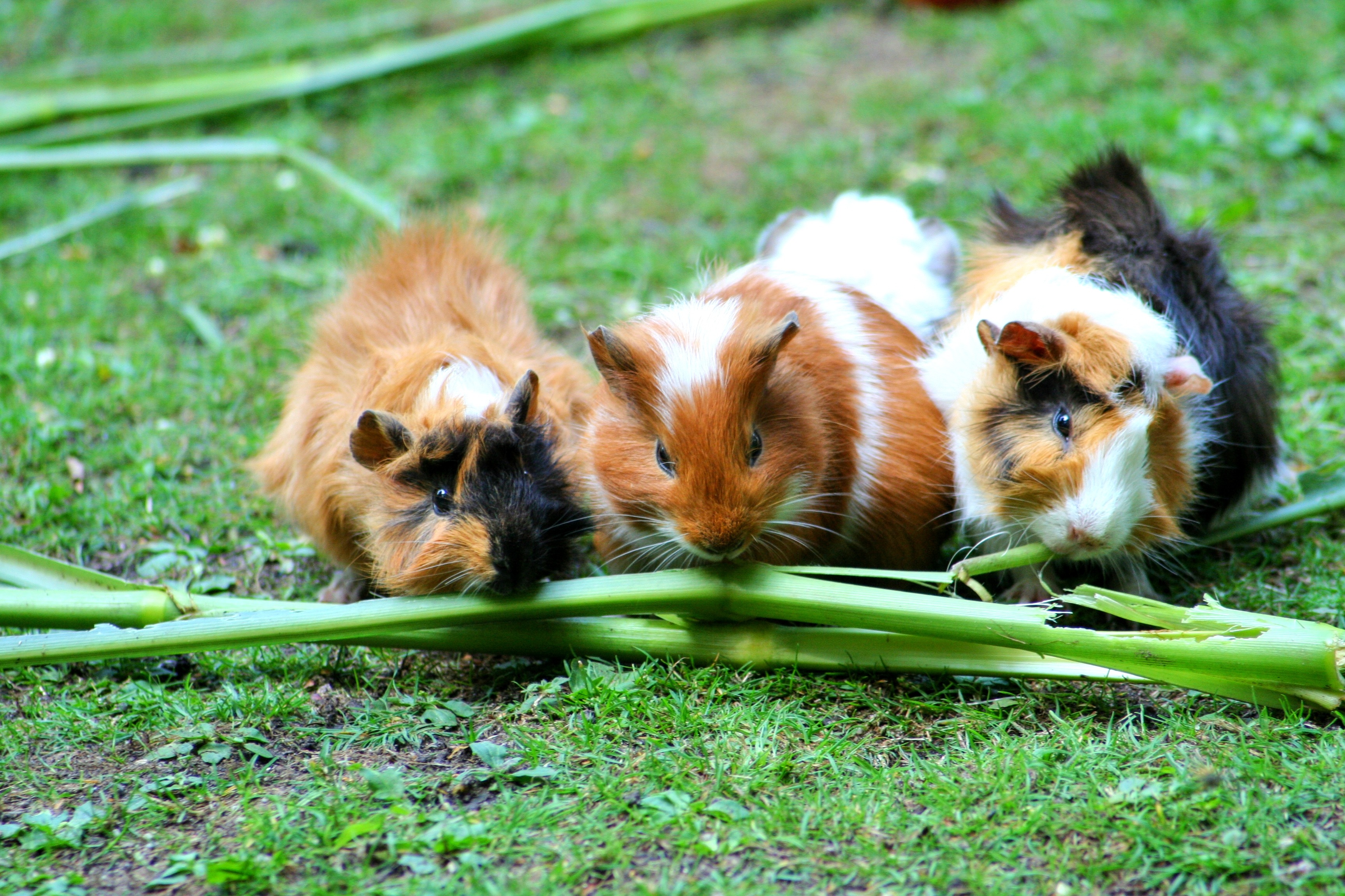 Cute Guinea Pig group free image download