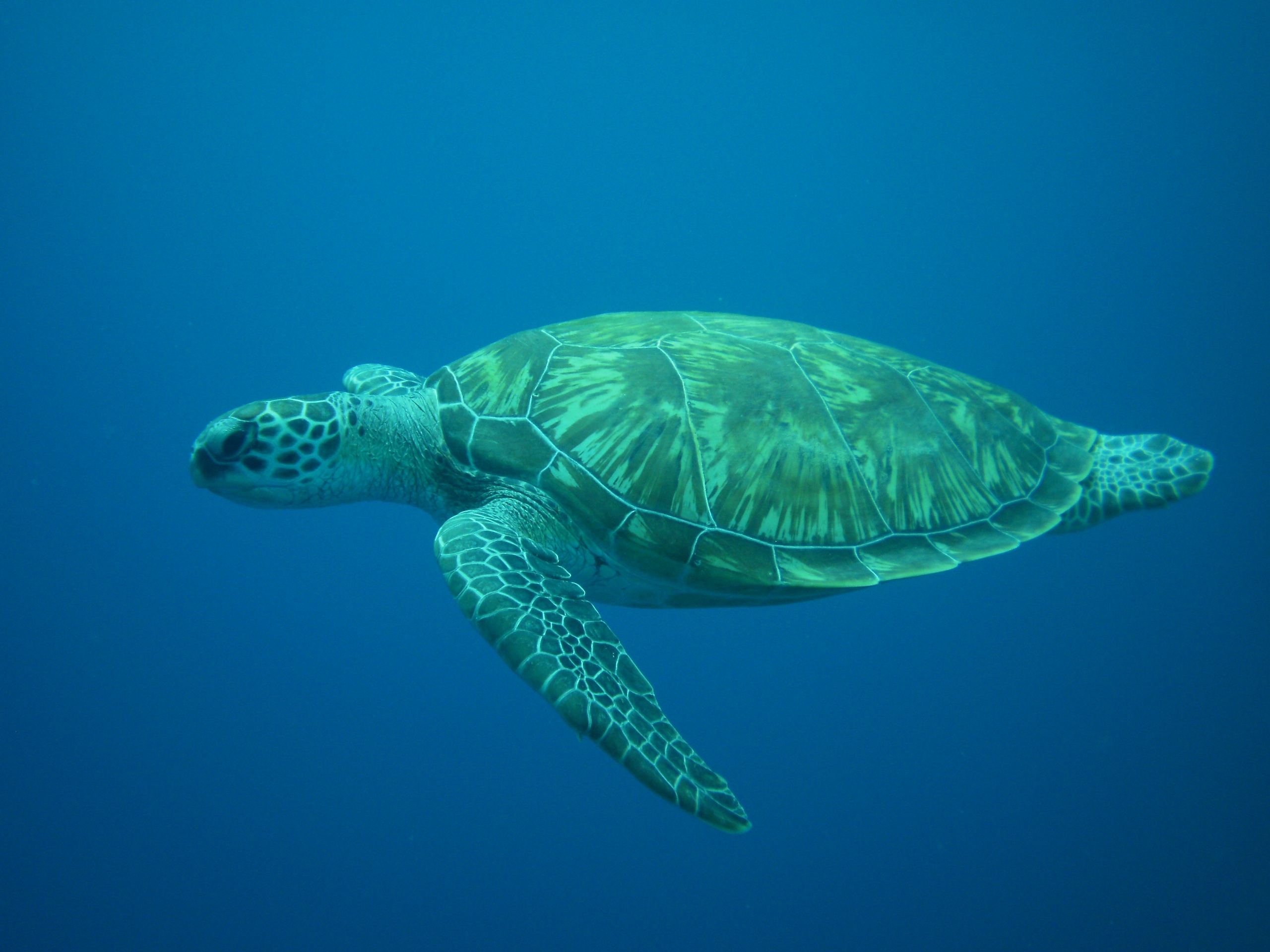 Turtle Diving in blue water free image download
