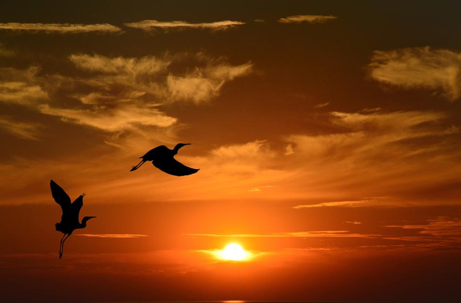 Sunset Dusk birds free image download