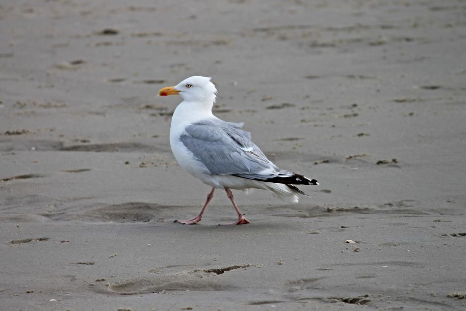 Close-up of the beautiful and cute Herring gull on the sandy beach of ...