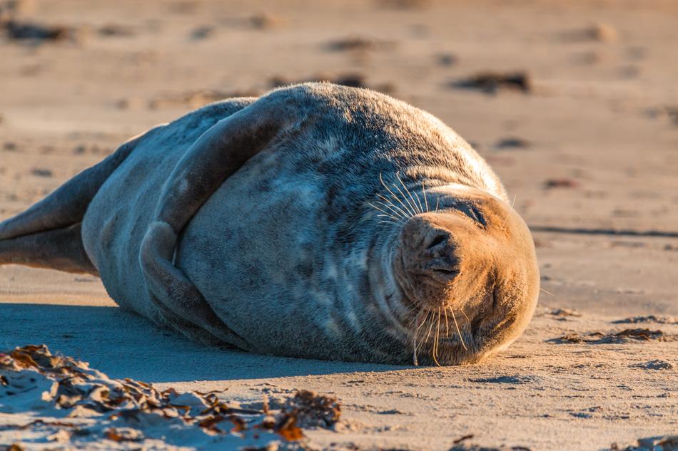 Gray seal lying on the beach free image download
