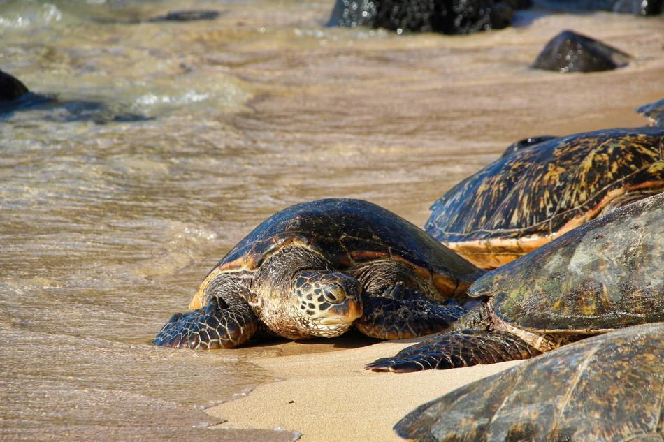 Cute, colorful and beautiful turtles, laying on the beach on Maui ...