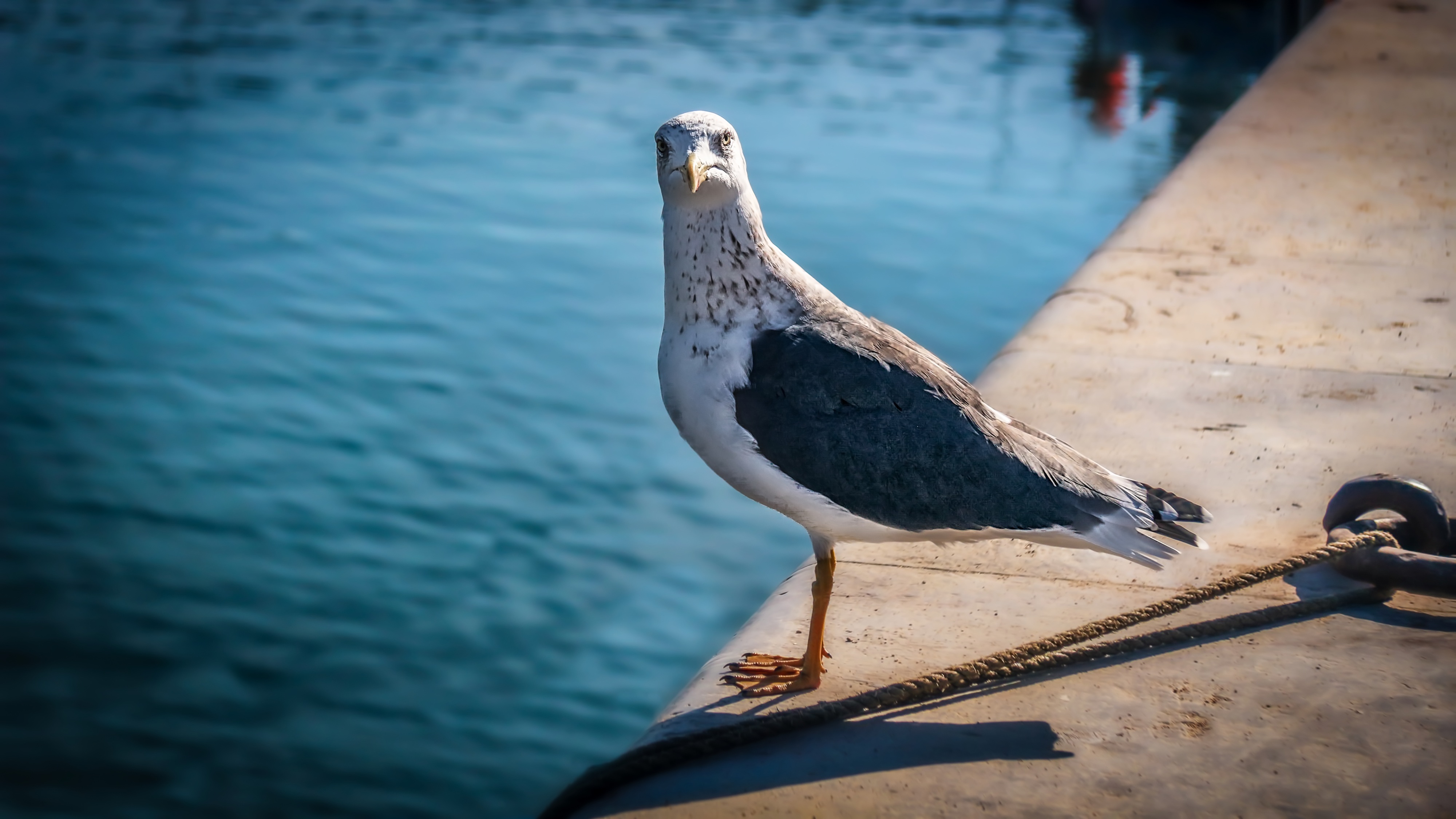Seagull Water Sea free image download
