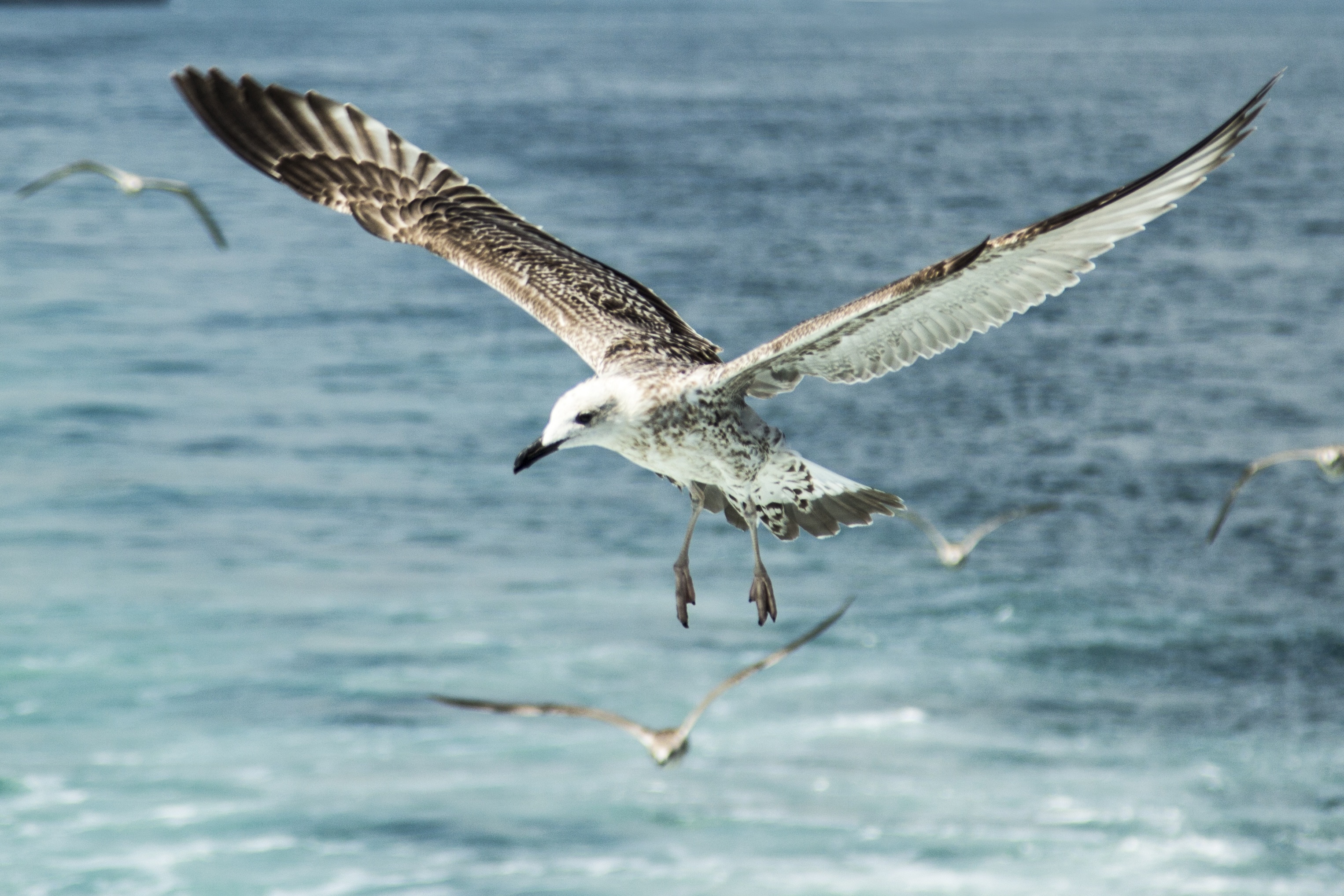 Seagull Ocean Sea free image download