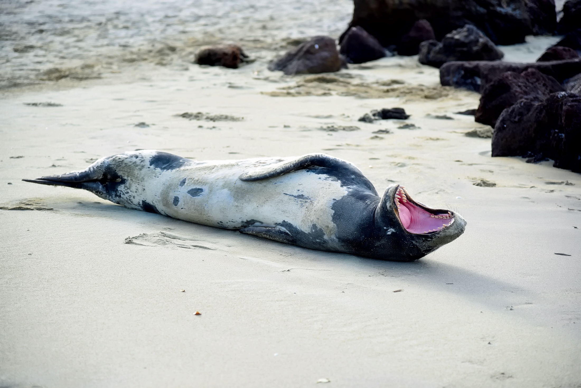 Seal Teeth resting on beach free image download