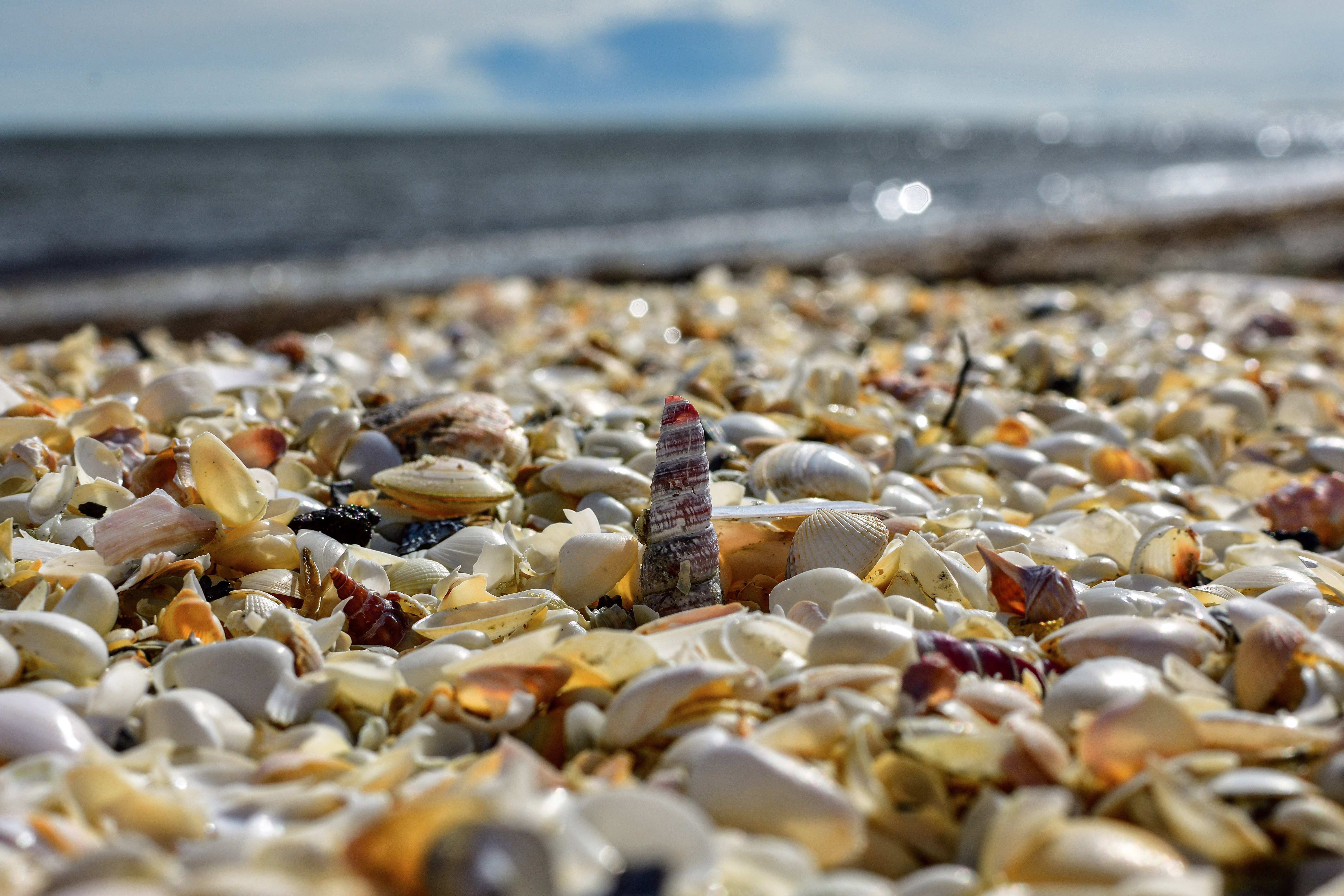 Mussels Horizon Sea free image download