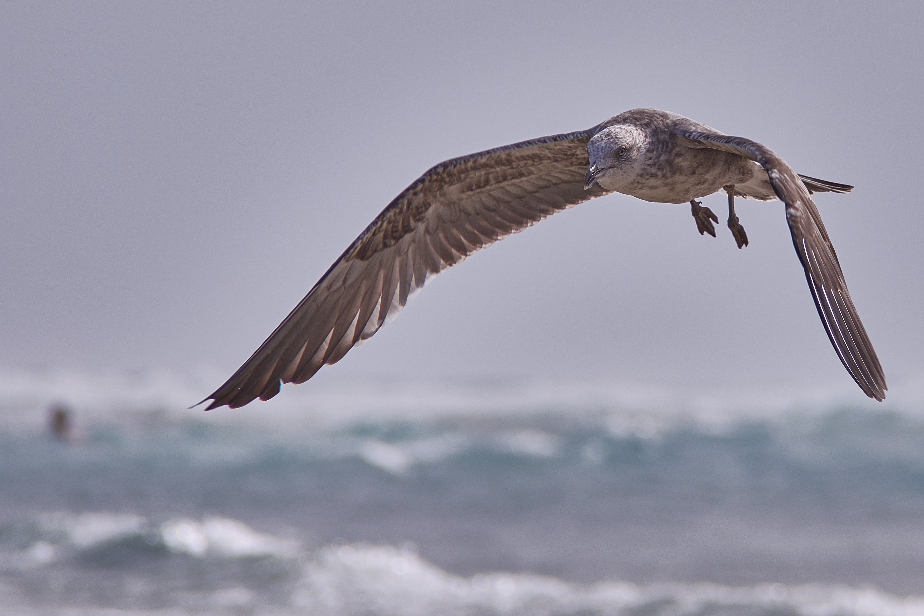 Seagull Beach Human free image download