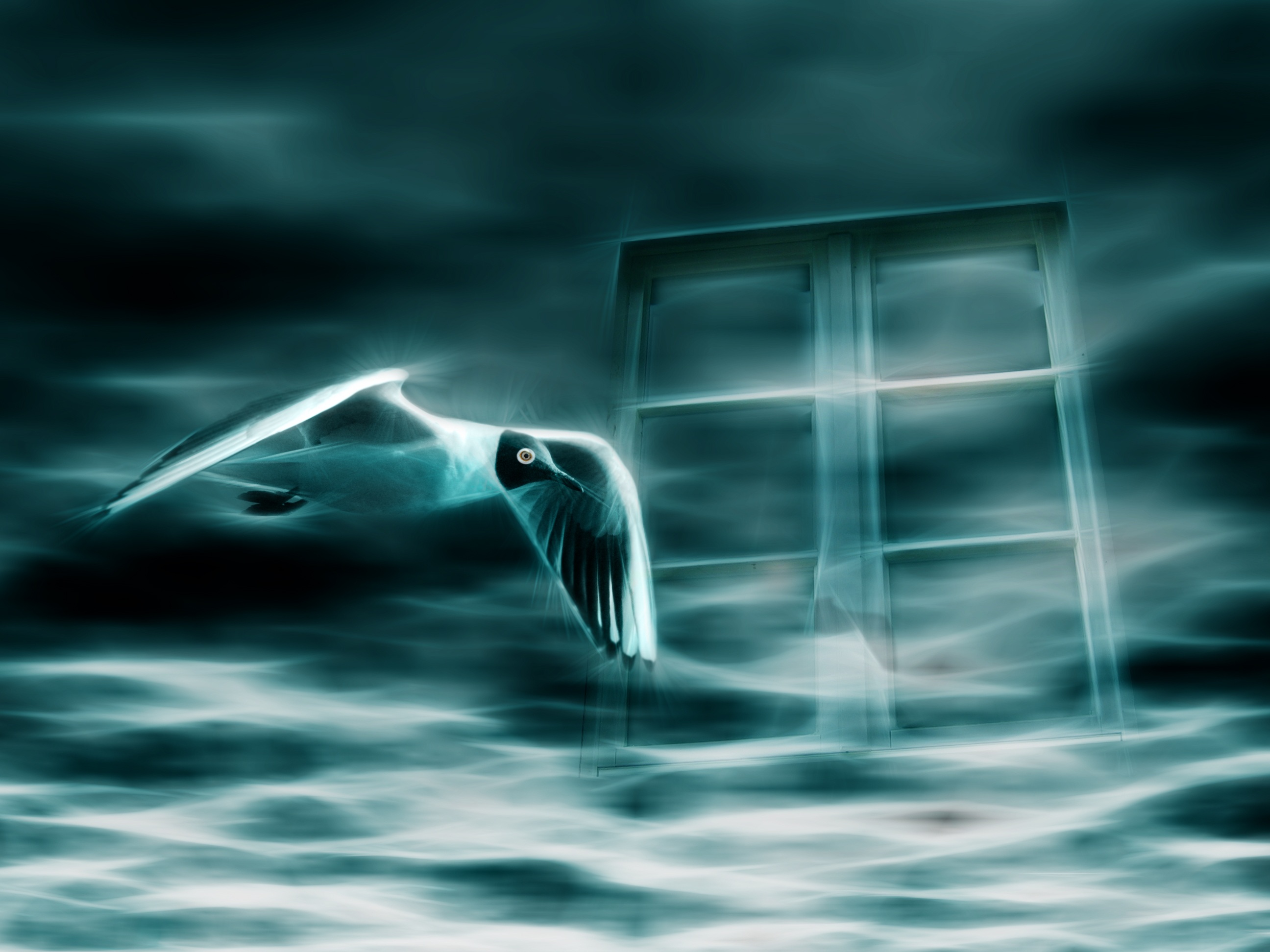 Seagull window wave sea dream free image download