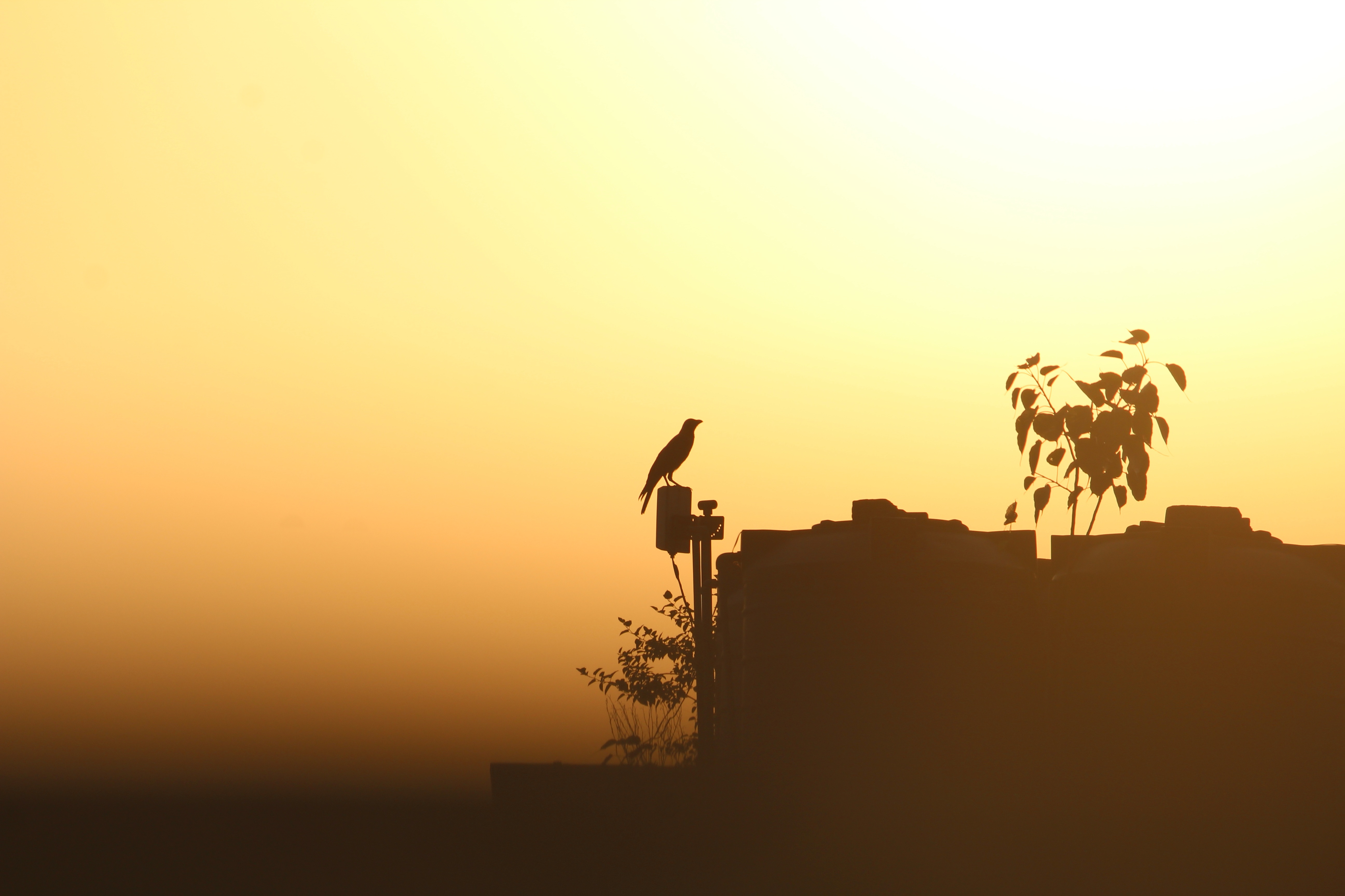 Crow Sunset Sunrays free image download