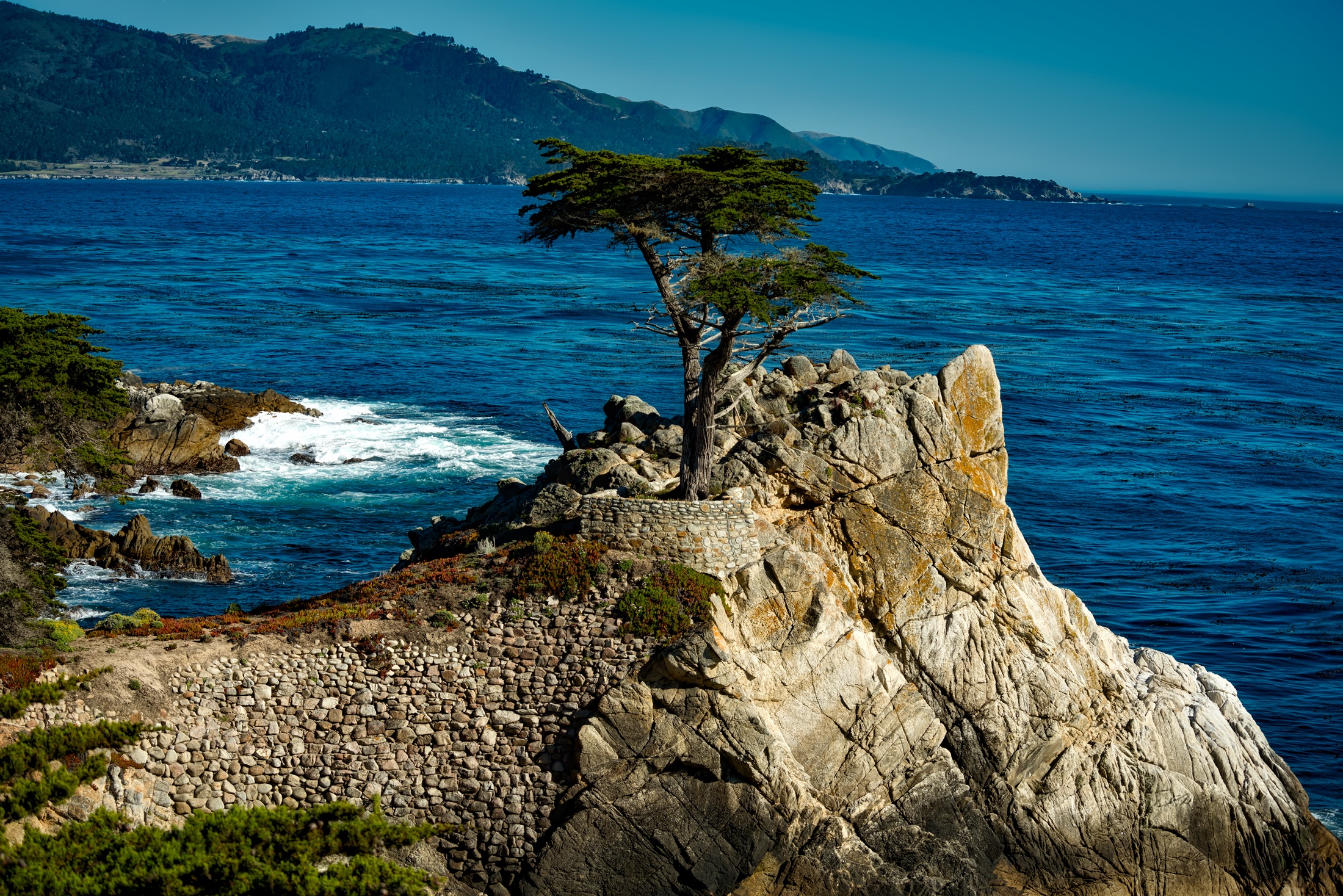 Lone Isolated Cypress Tree free image download