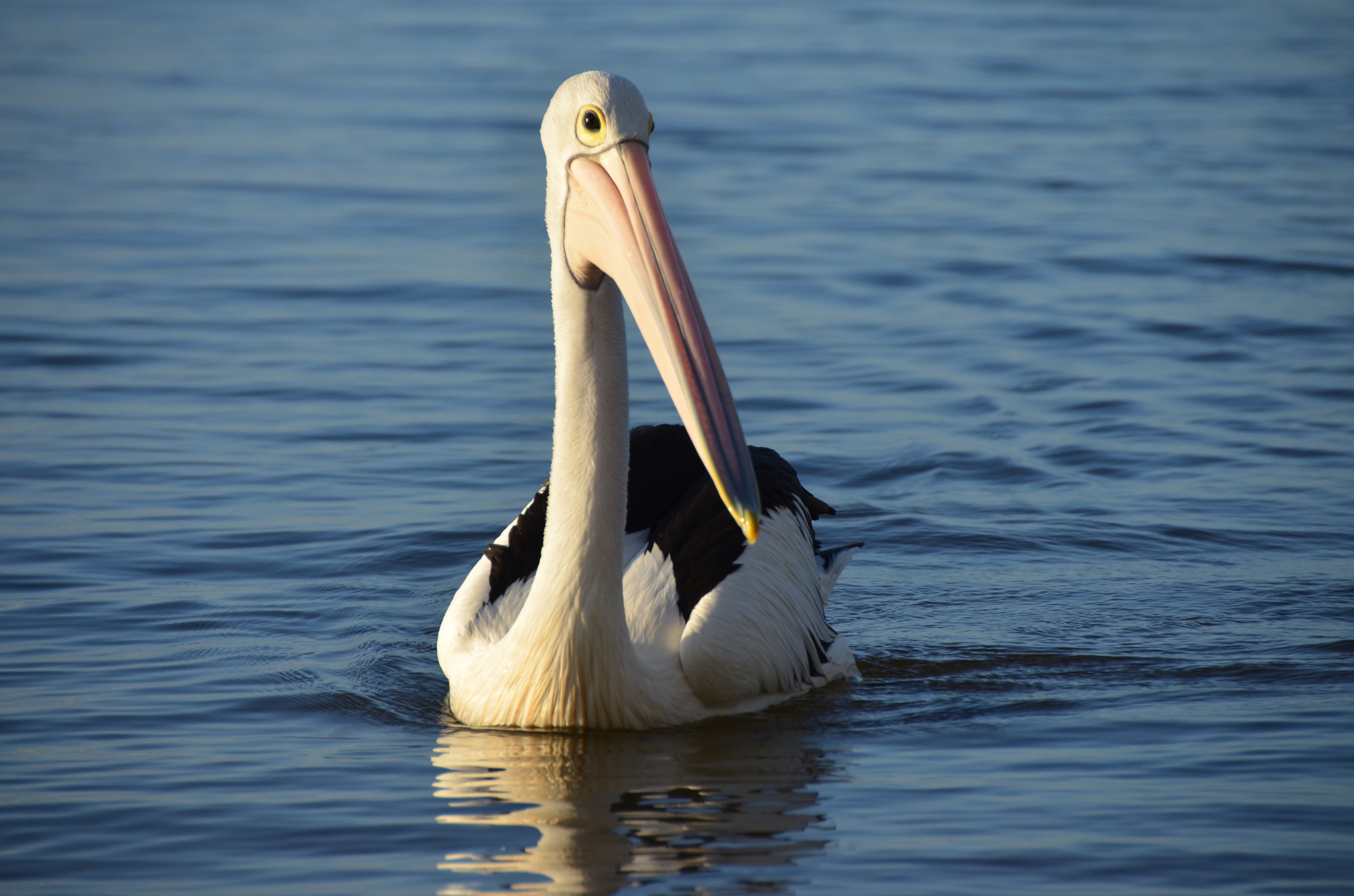 Pelikan Water Bird Australia free image download