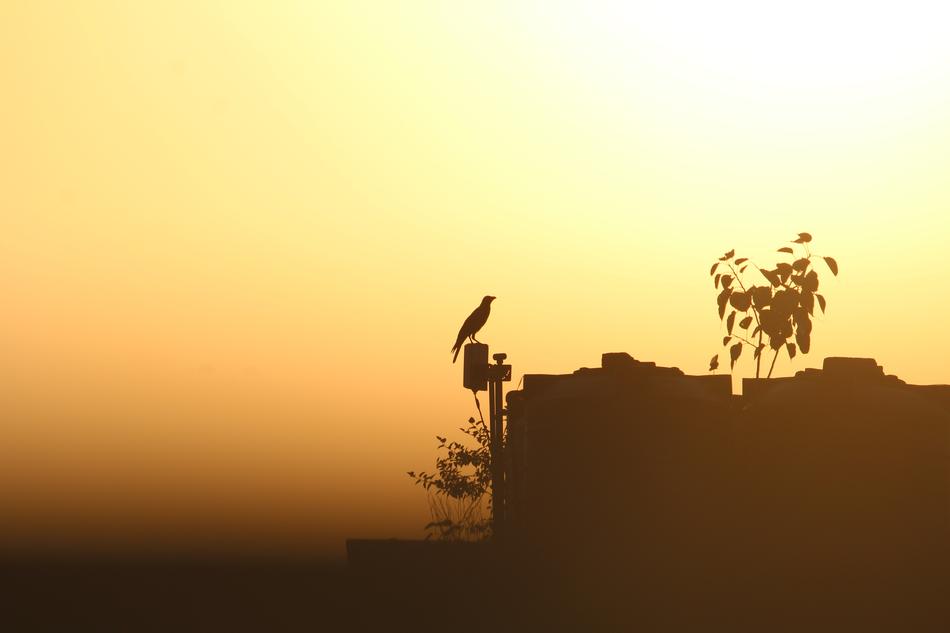 Crow Sunset Sunrays free image download