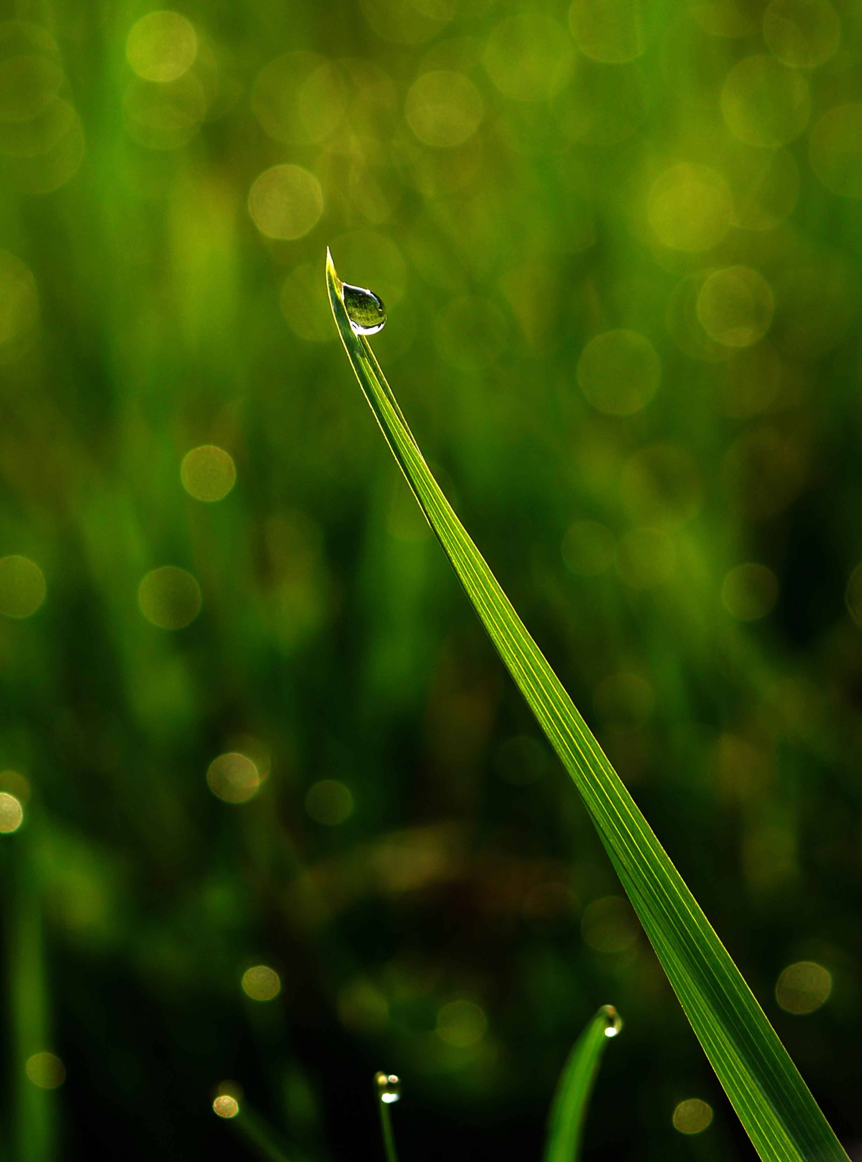Dew Pearl Leaf free image download
