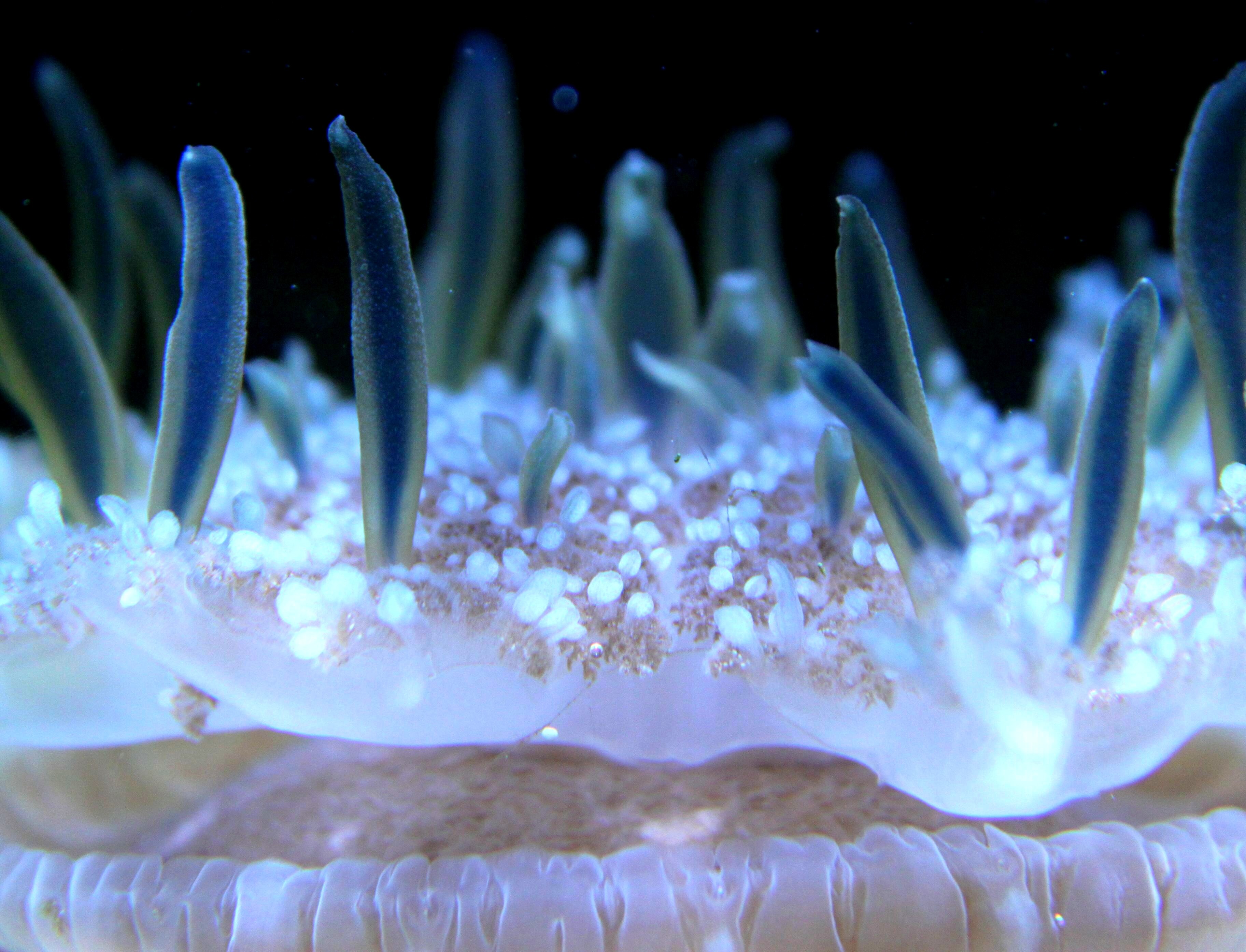 Anemone Creature Sea free image download