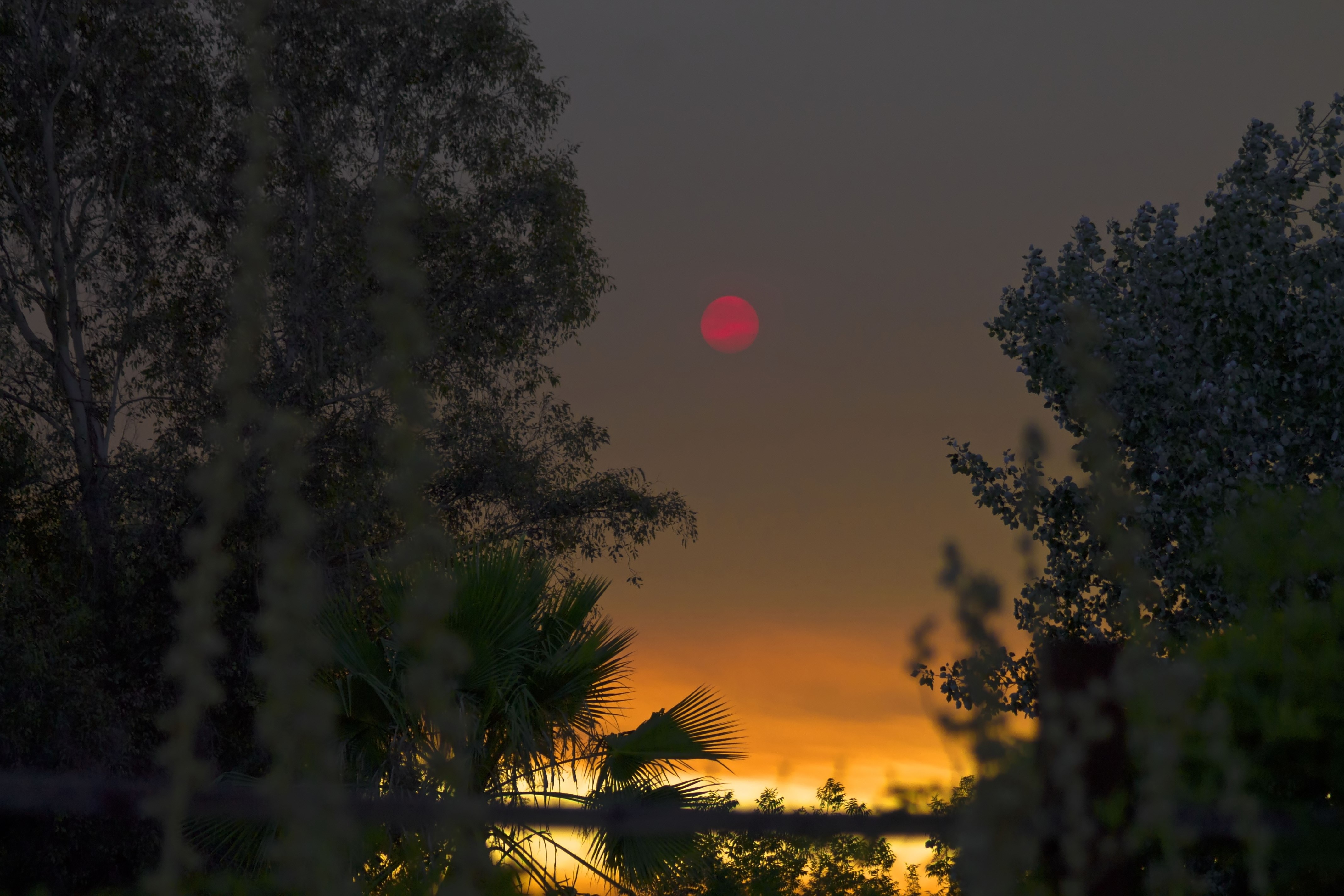 Tree Nature Panoramic free image download