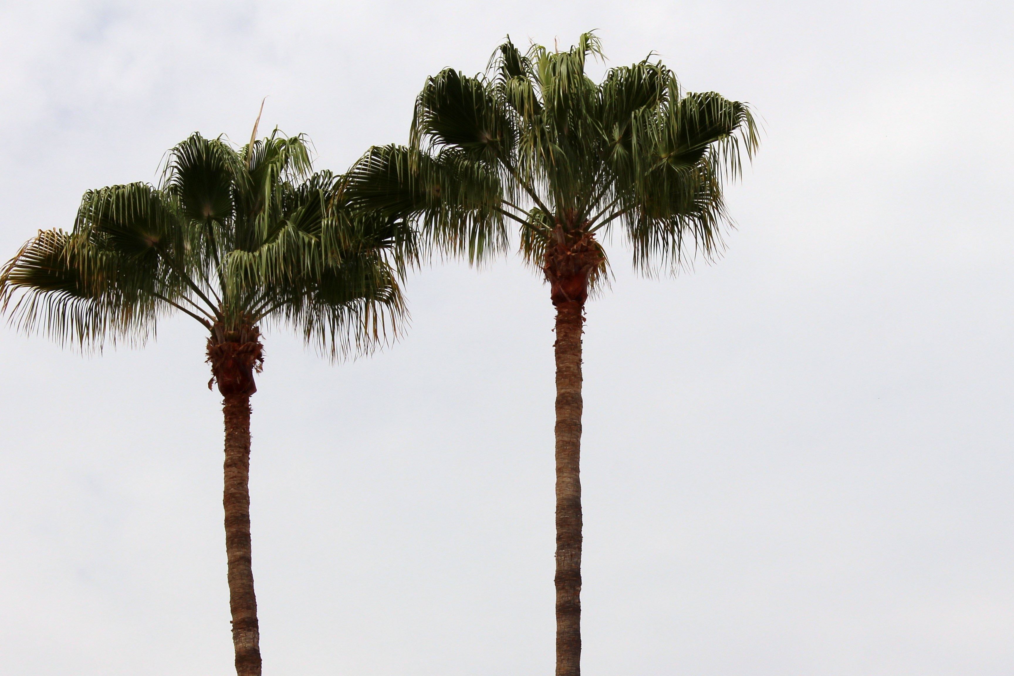 High Palm Trees Background free image download