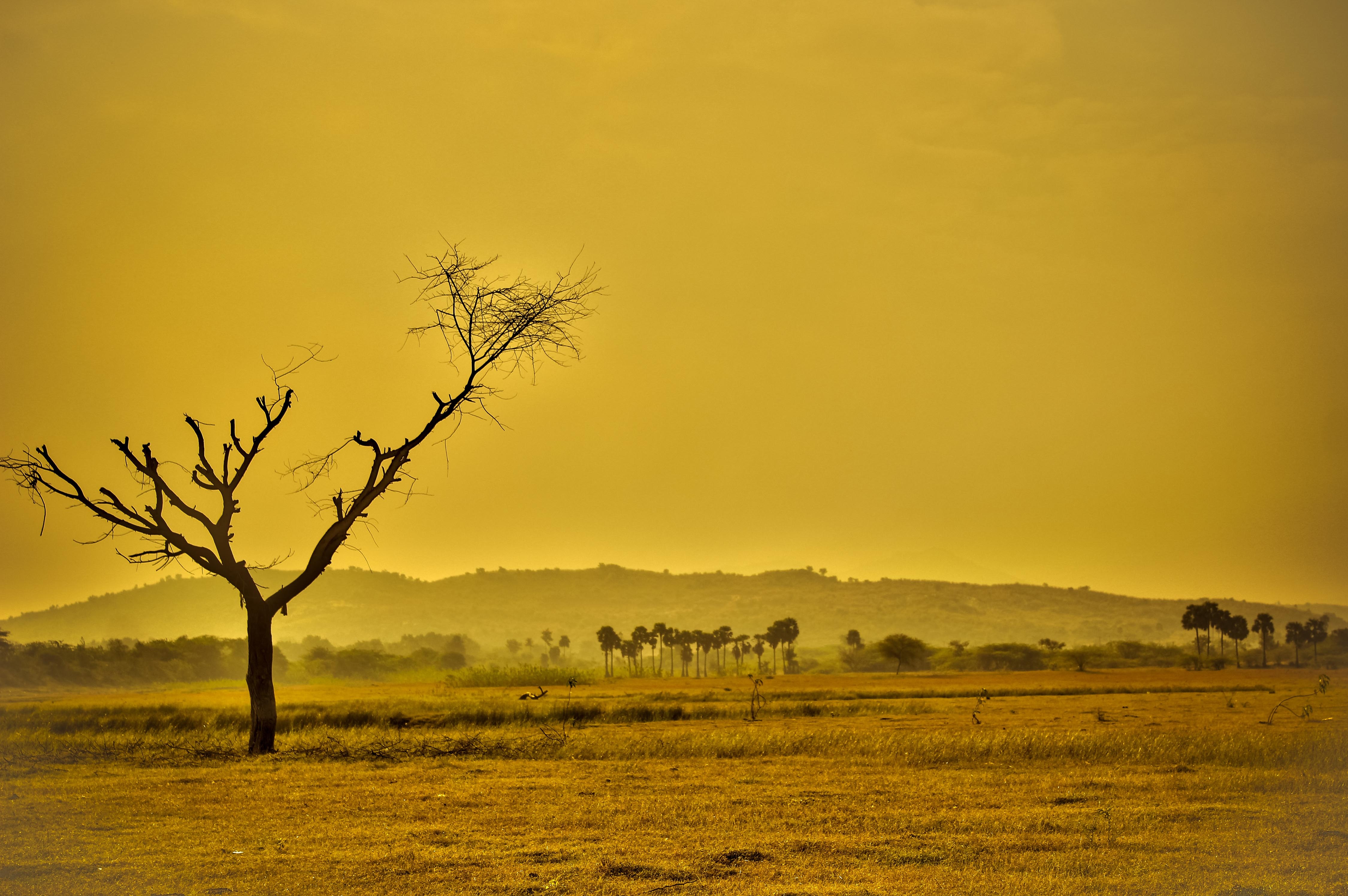 Dry Arid Yellow free image download