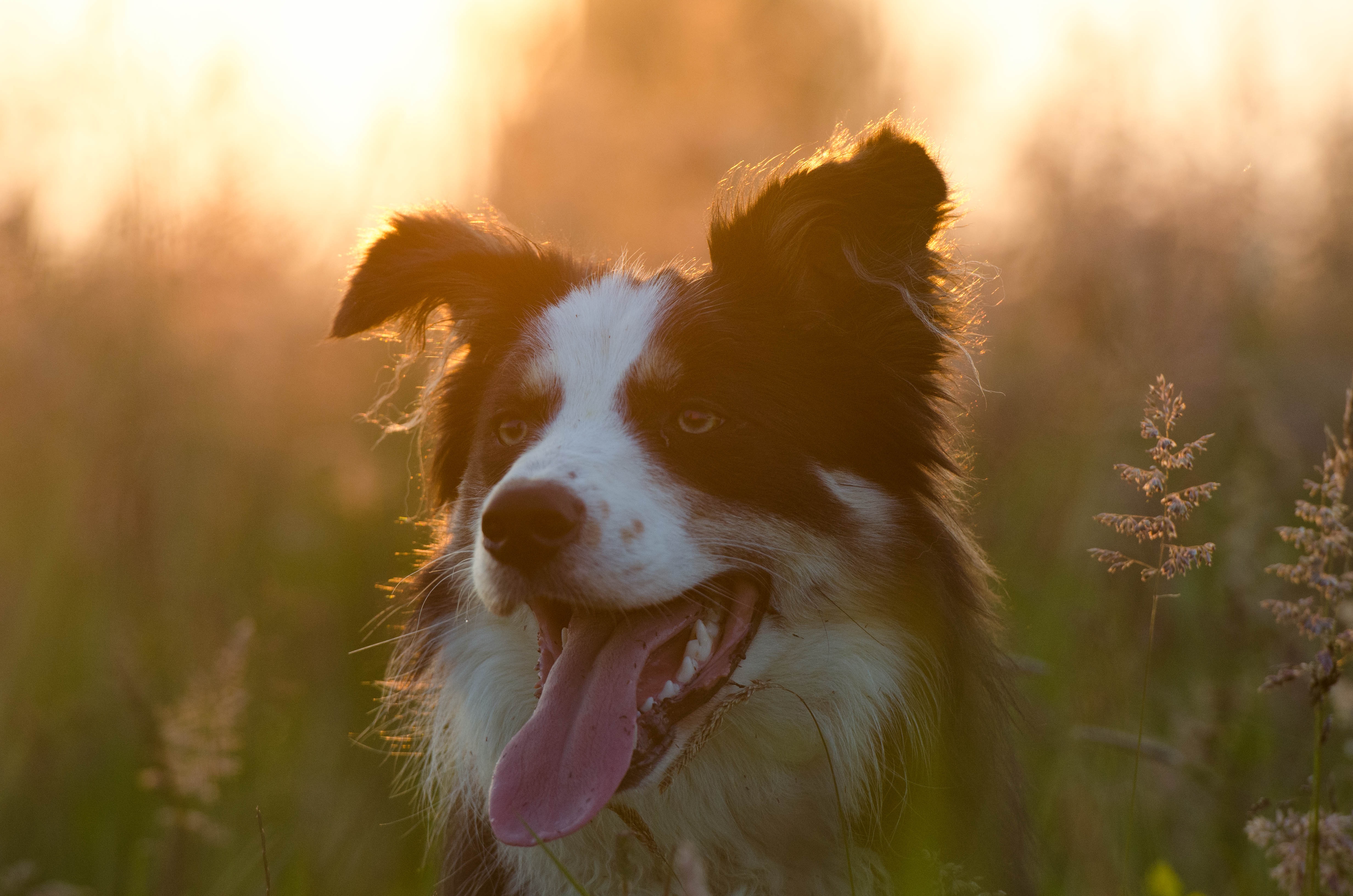Border Collie Summer Sunset free image download