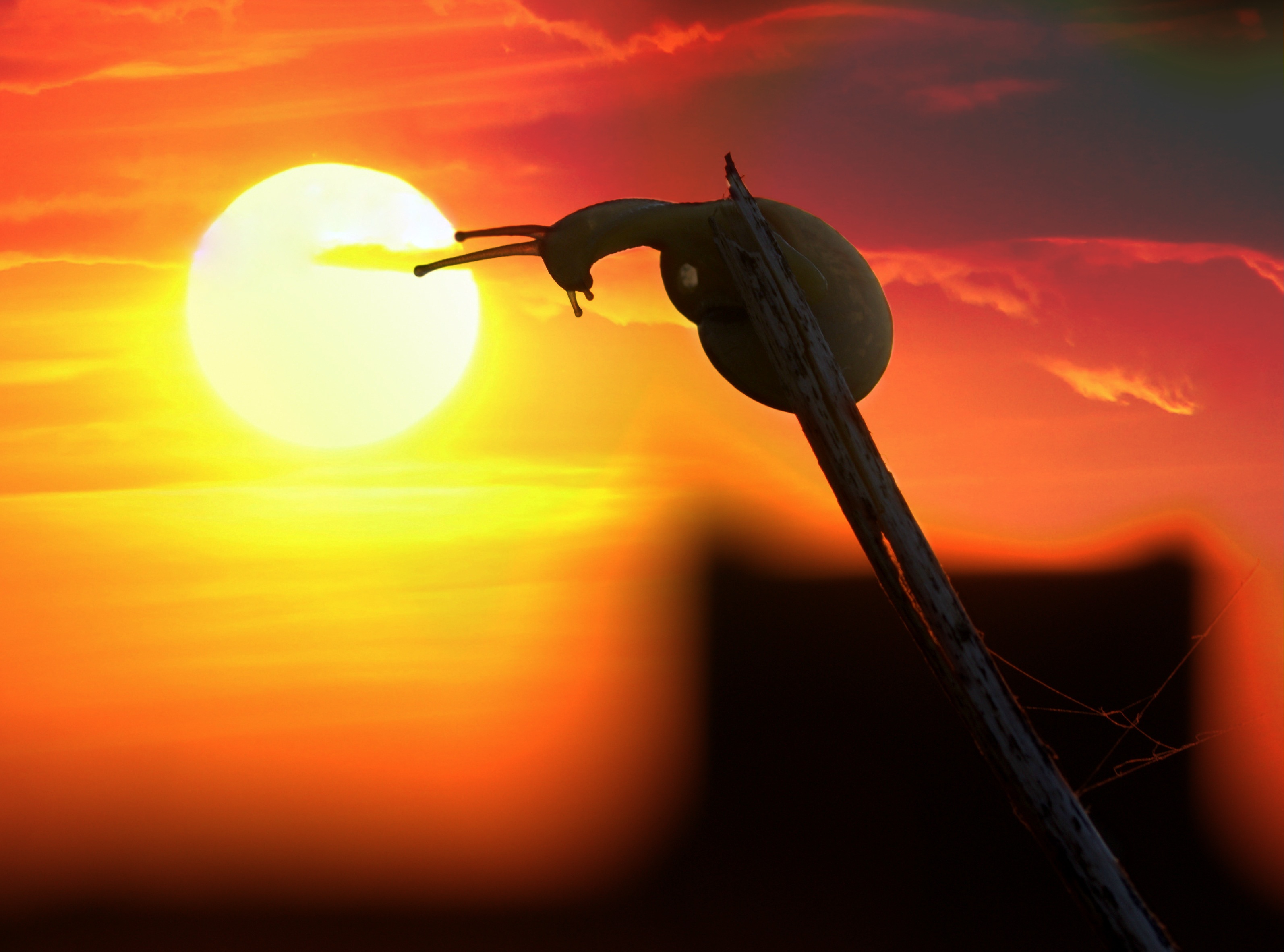 Sunset Snail Sun free image download