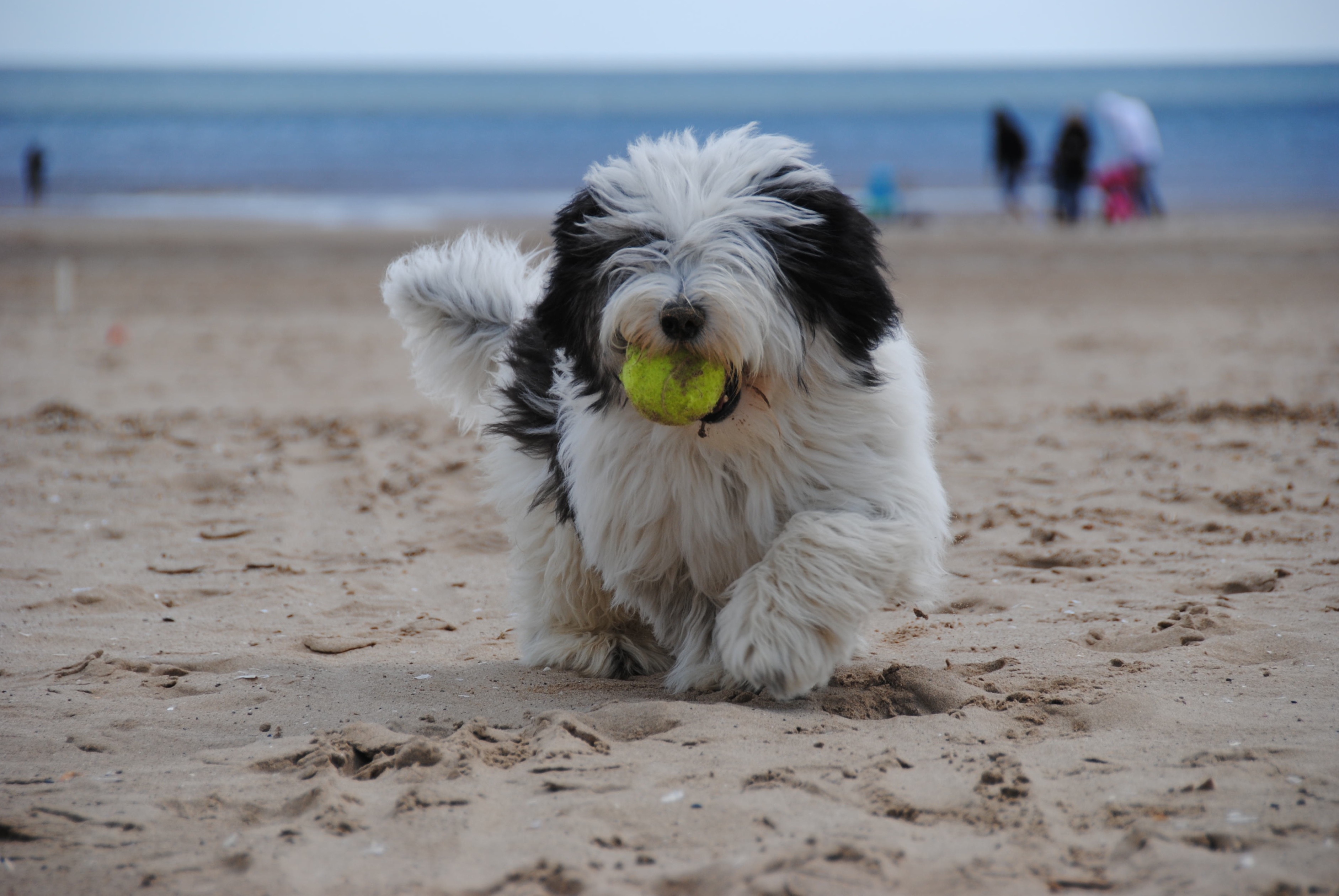 Puppy Dog on sand Beach free image download