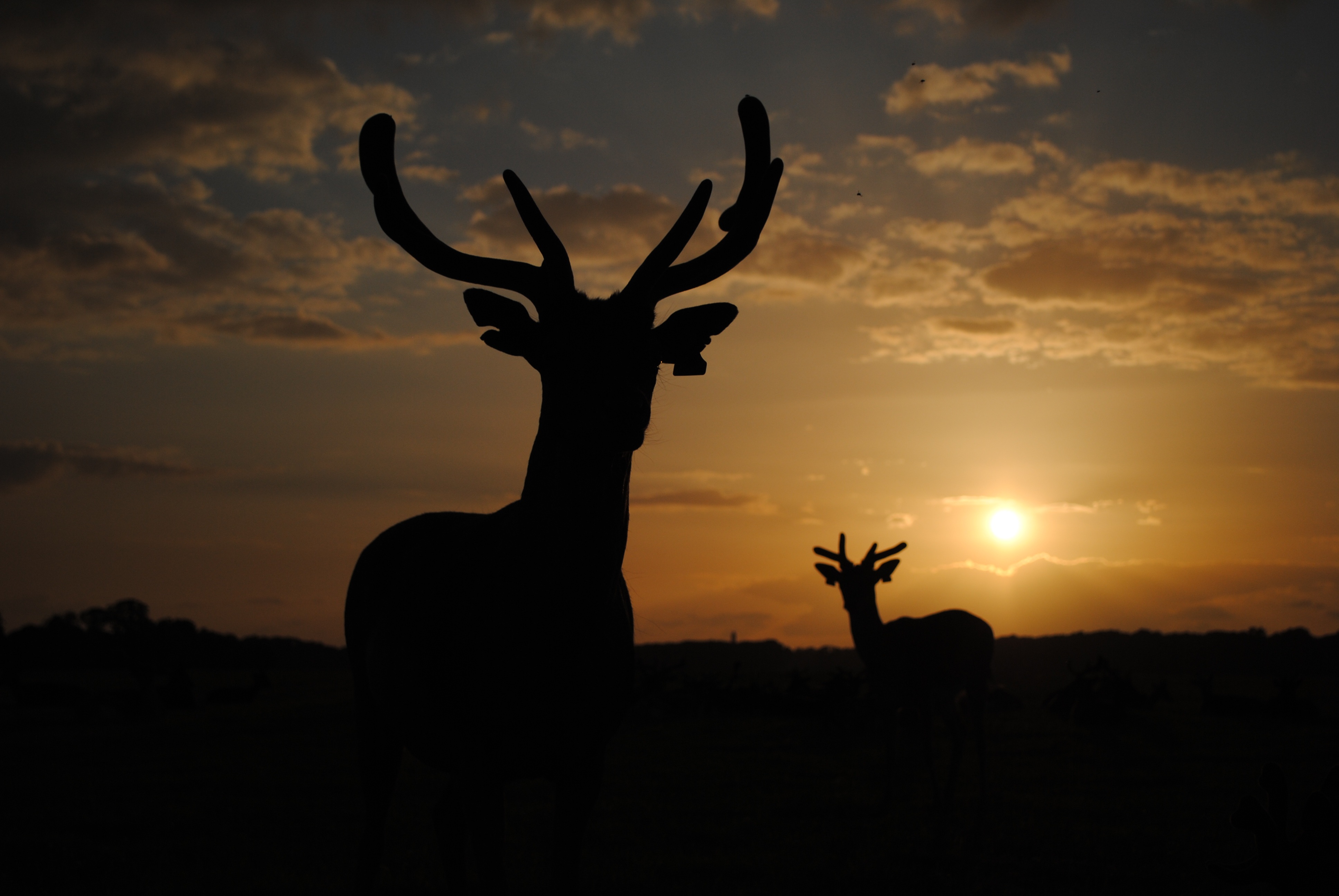Deer Sunset Horns free image download