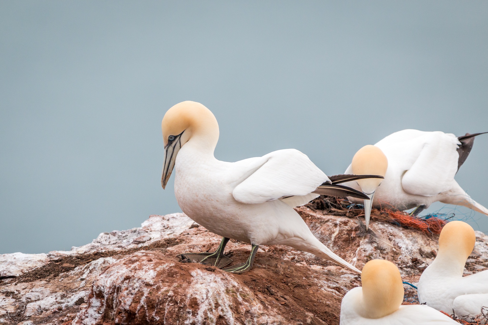 Northern Gannet Boobies Morus birds free image download