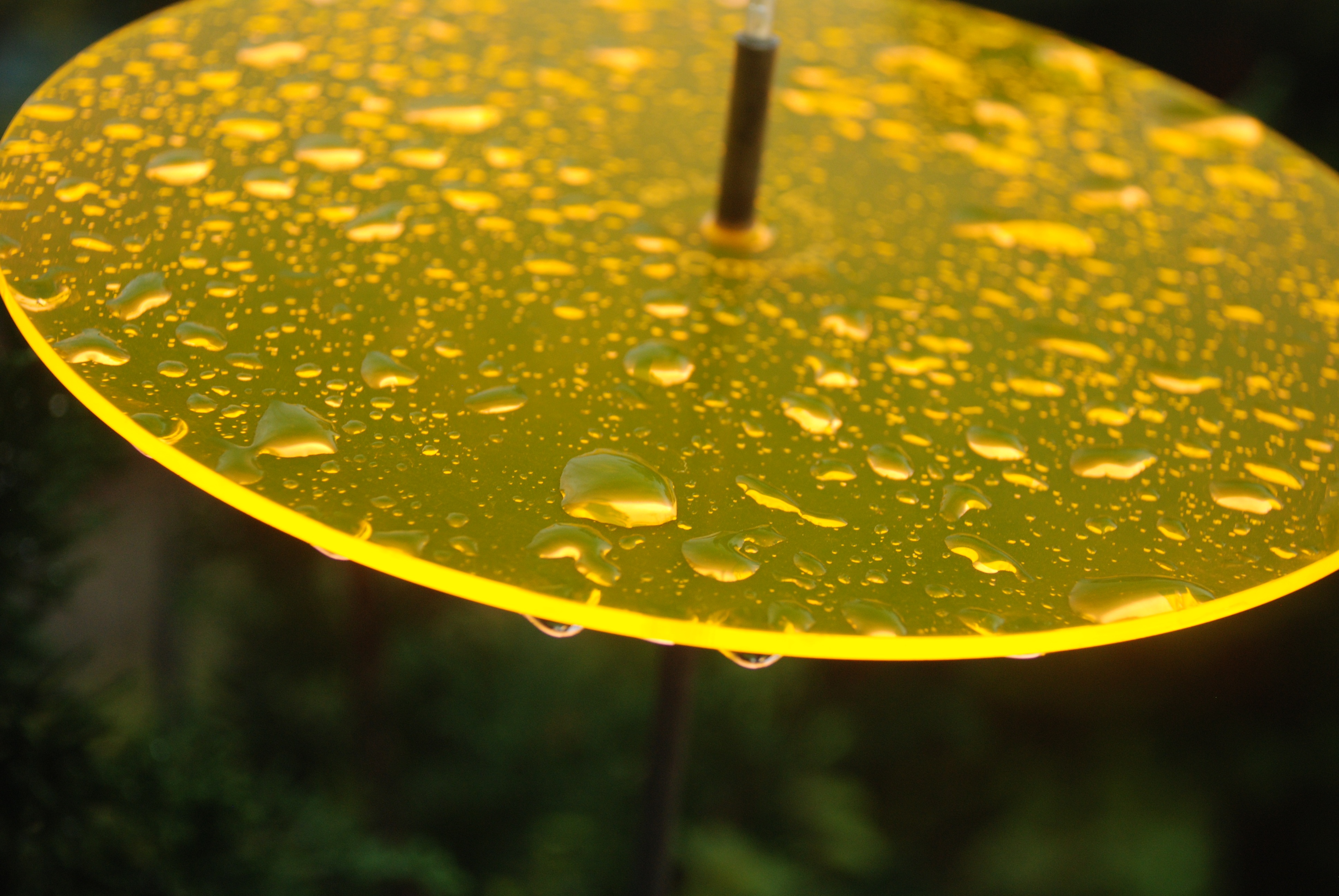 Sun Yellow Shining free image download