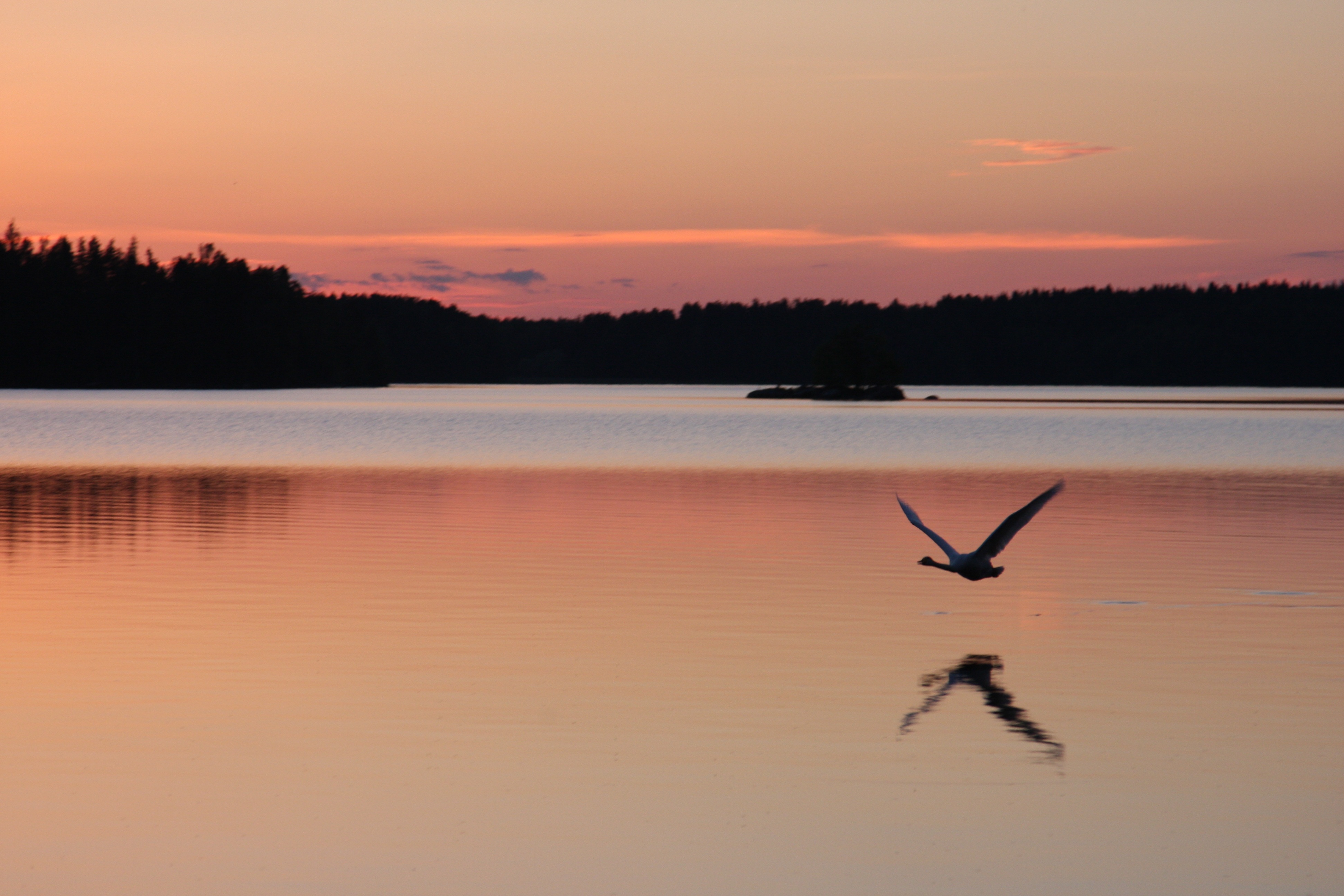 Swan at Nature in Sunset free image download