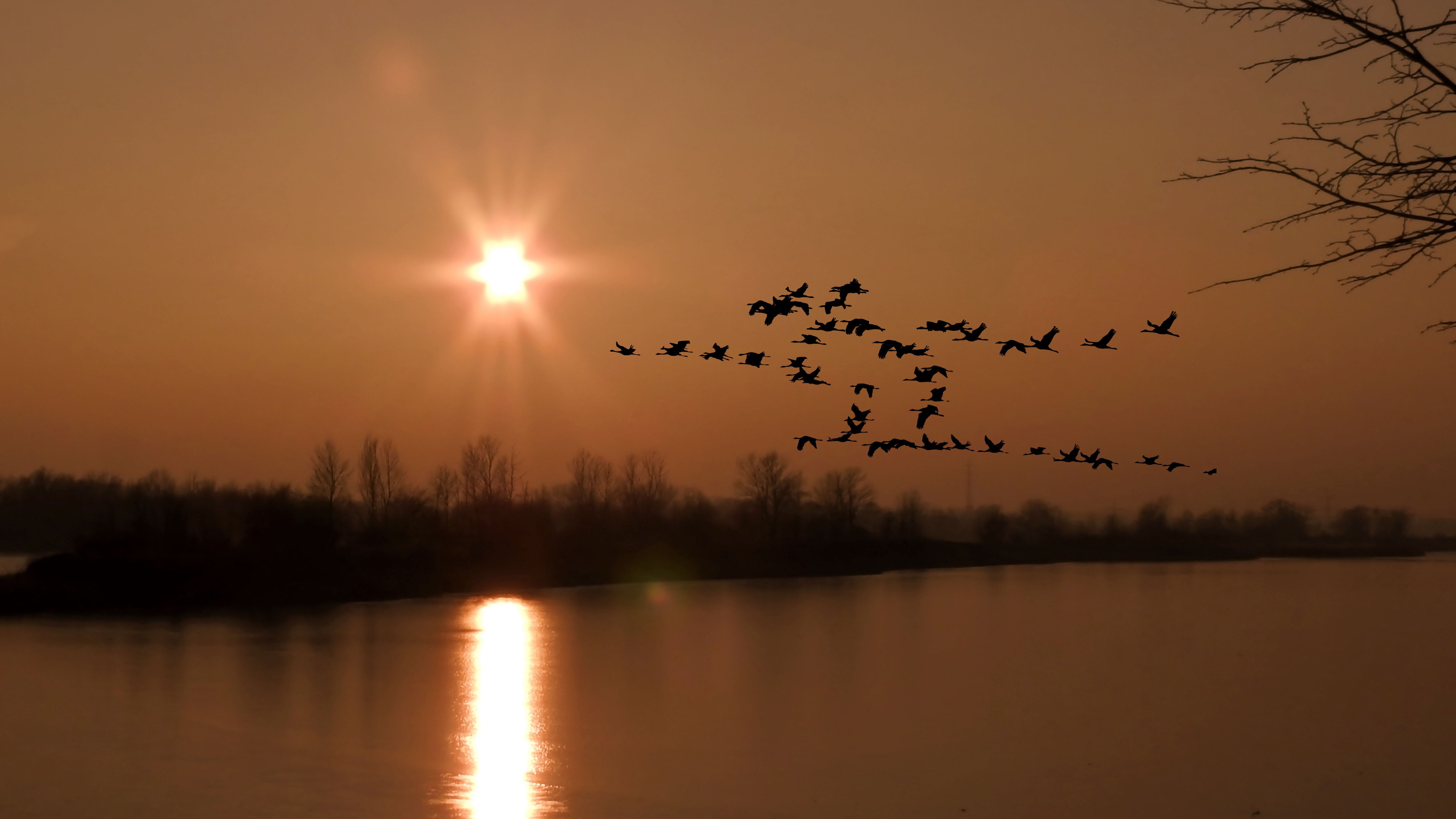 Birds in the sunset free image download