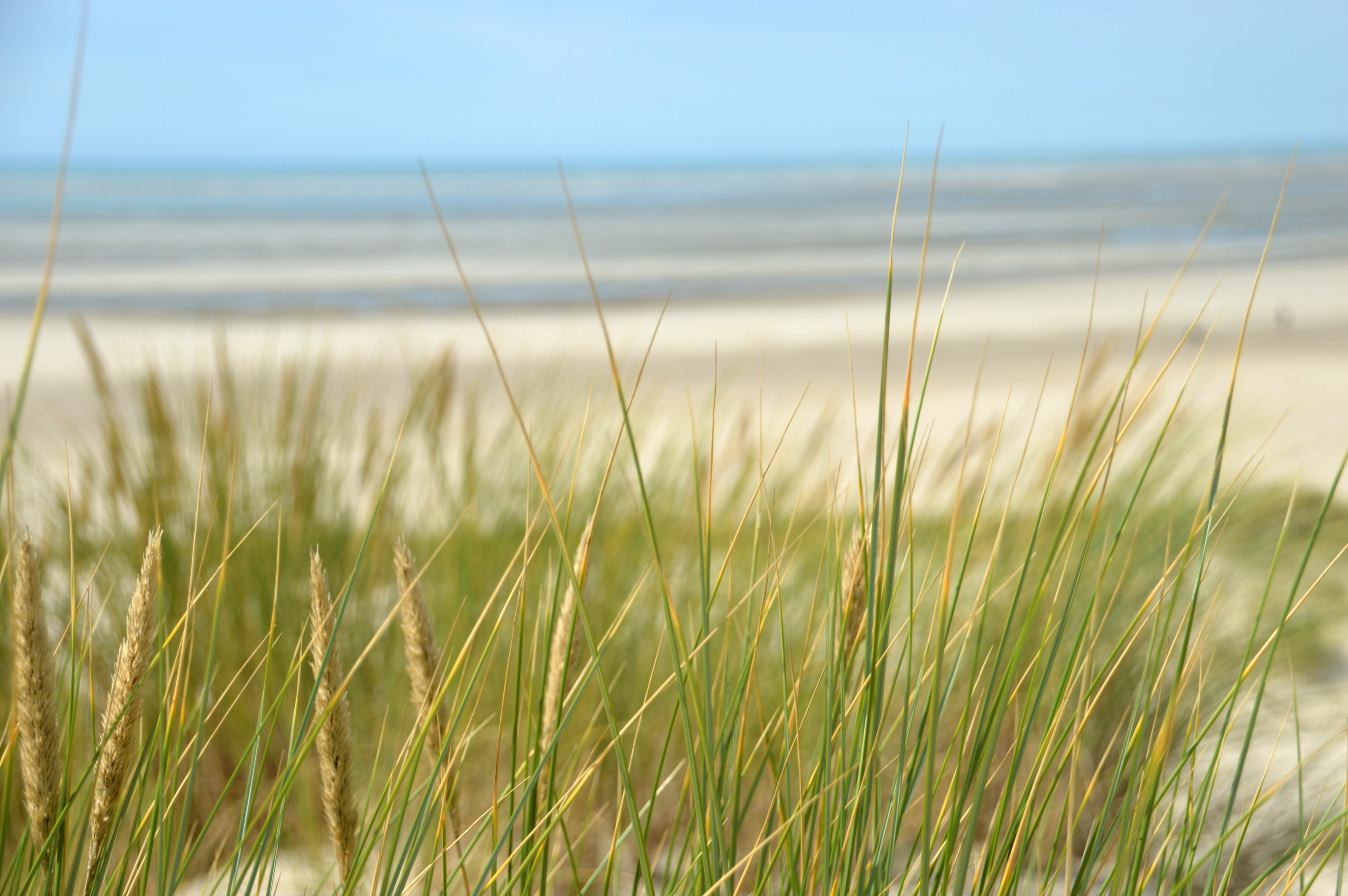 Grassy beach by the blue sea free image download