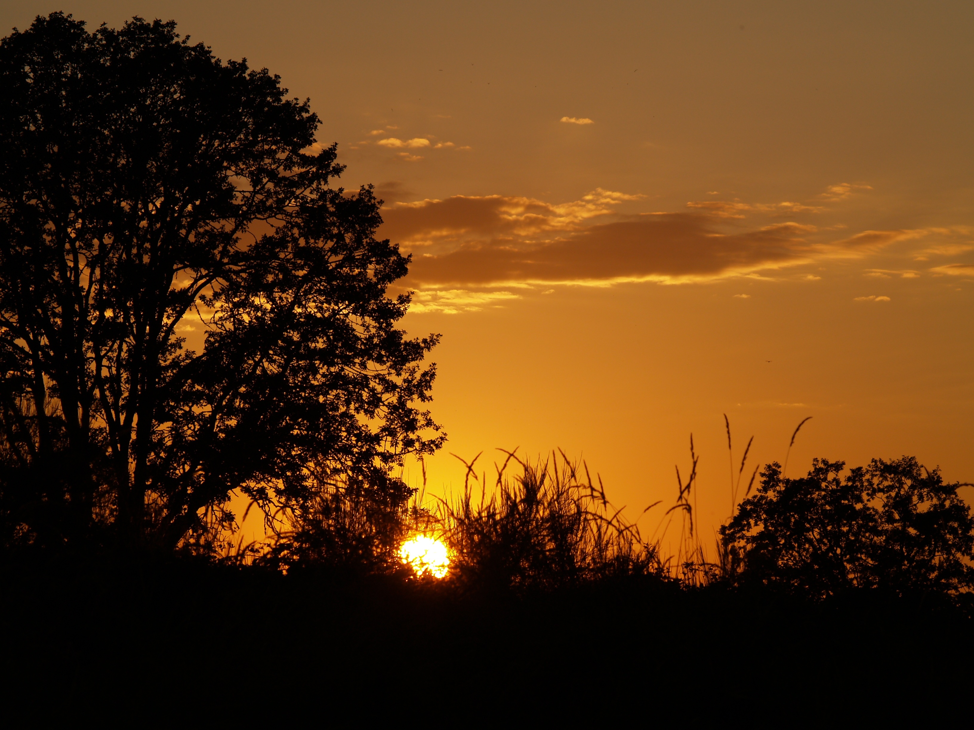 Sunset Orange Trees free image download