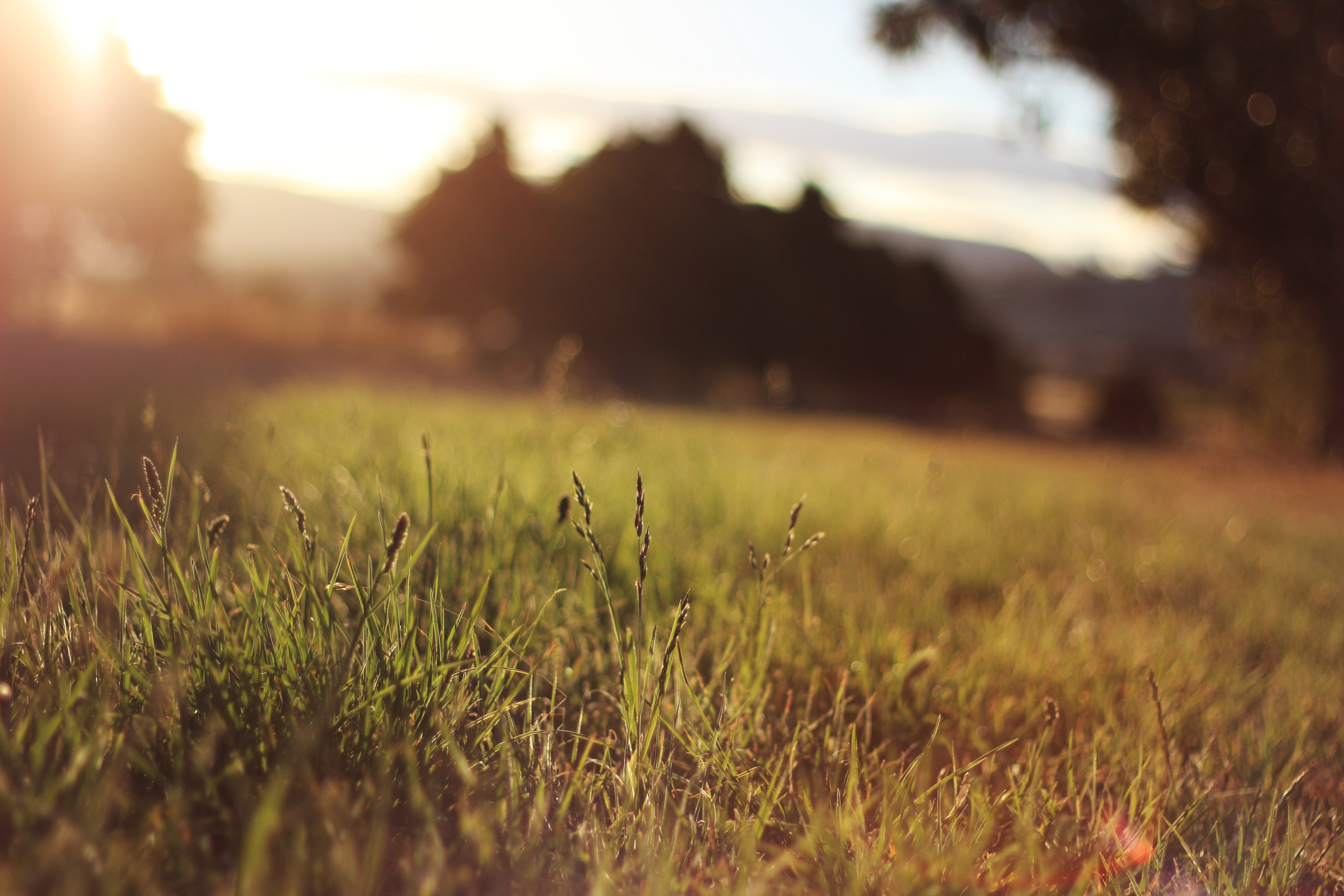 Afternoon Sunset Grass free image download